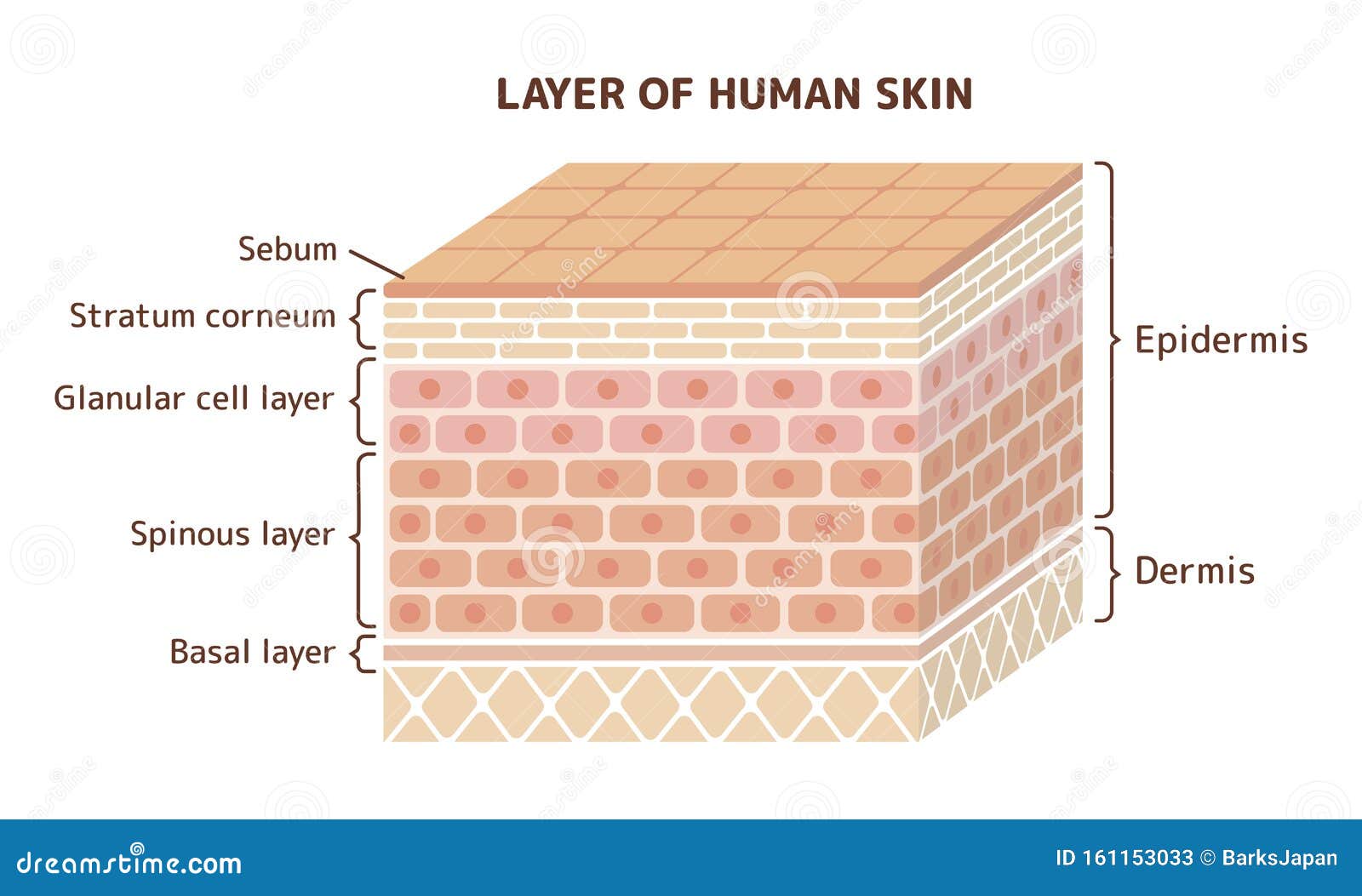 Layer of Human Skin 3D Illustration / English Stock Vector ...