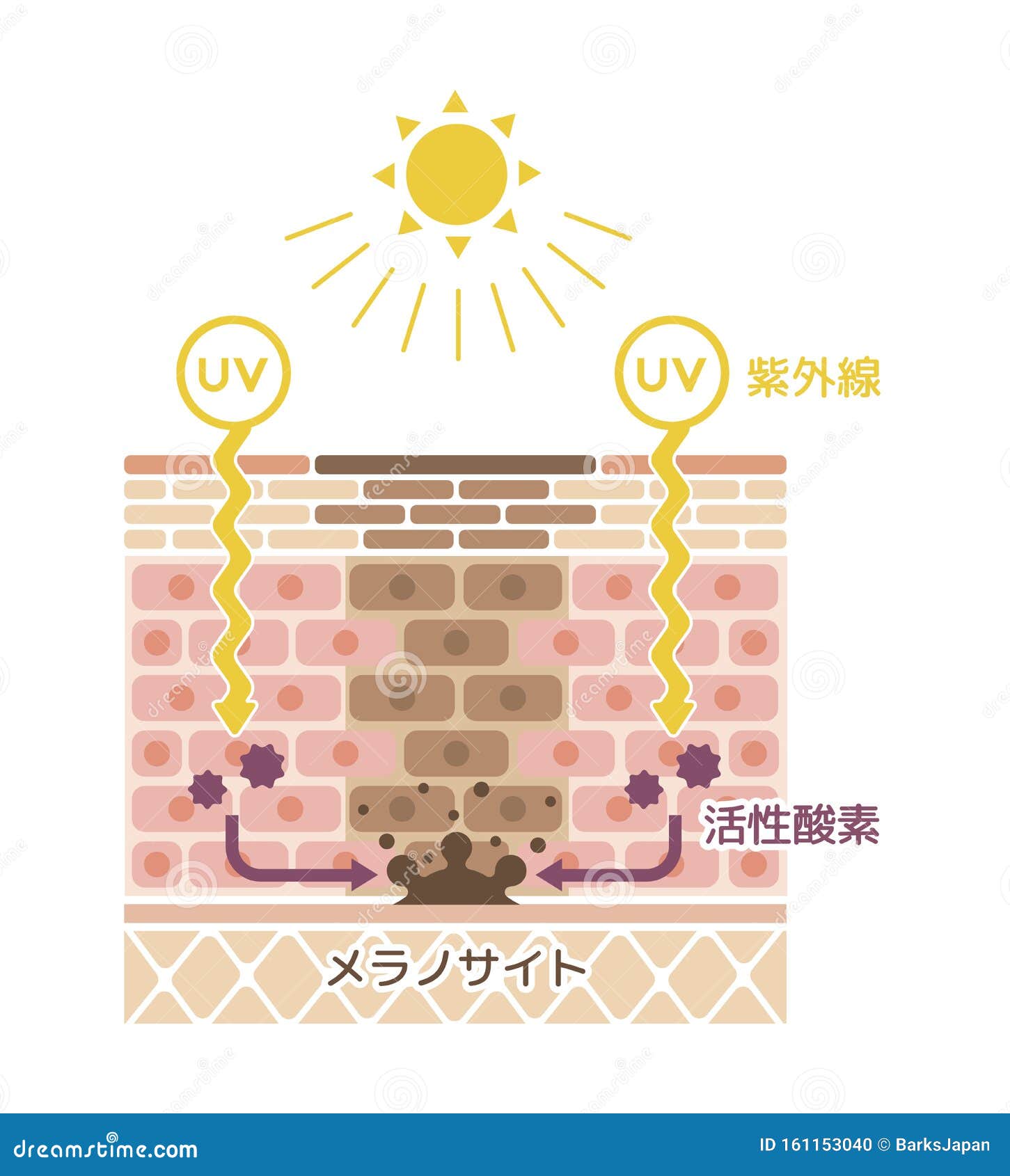 Mechanism of Skin Pigmentation Illustration Stock Vector - Illustration ...
