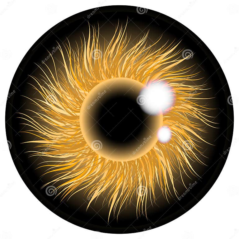 Orange Eyes Realistic Illustration . Stock Illustration - Illustration ...
