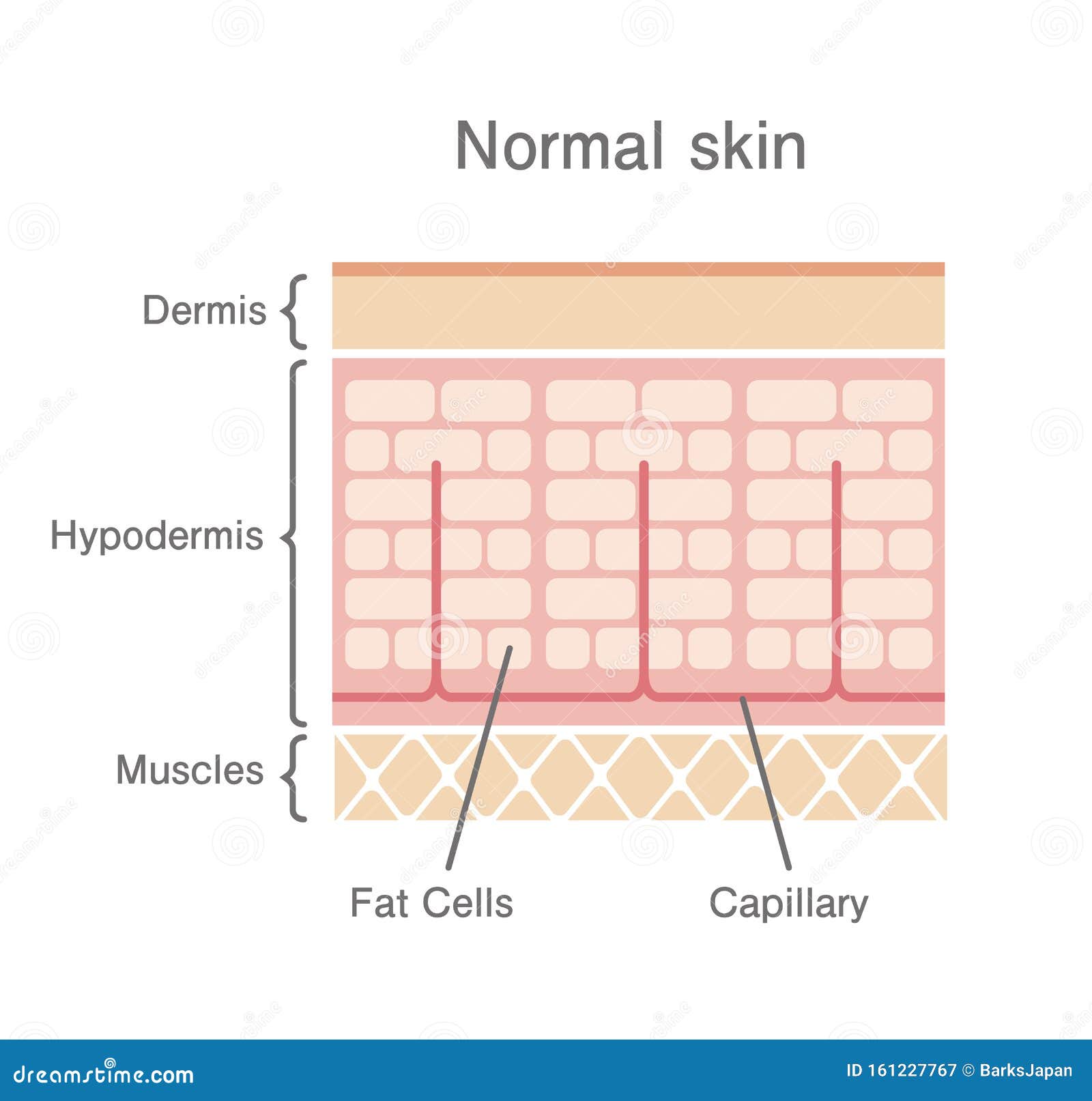 Normal Skin Vector Illustration Stock Vector - Illustration of medical ...