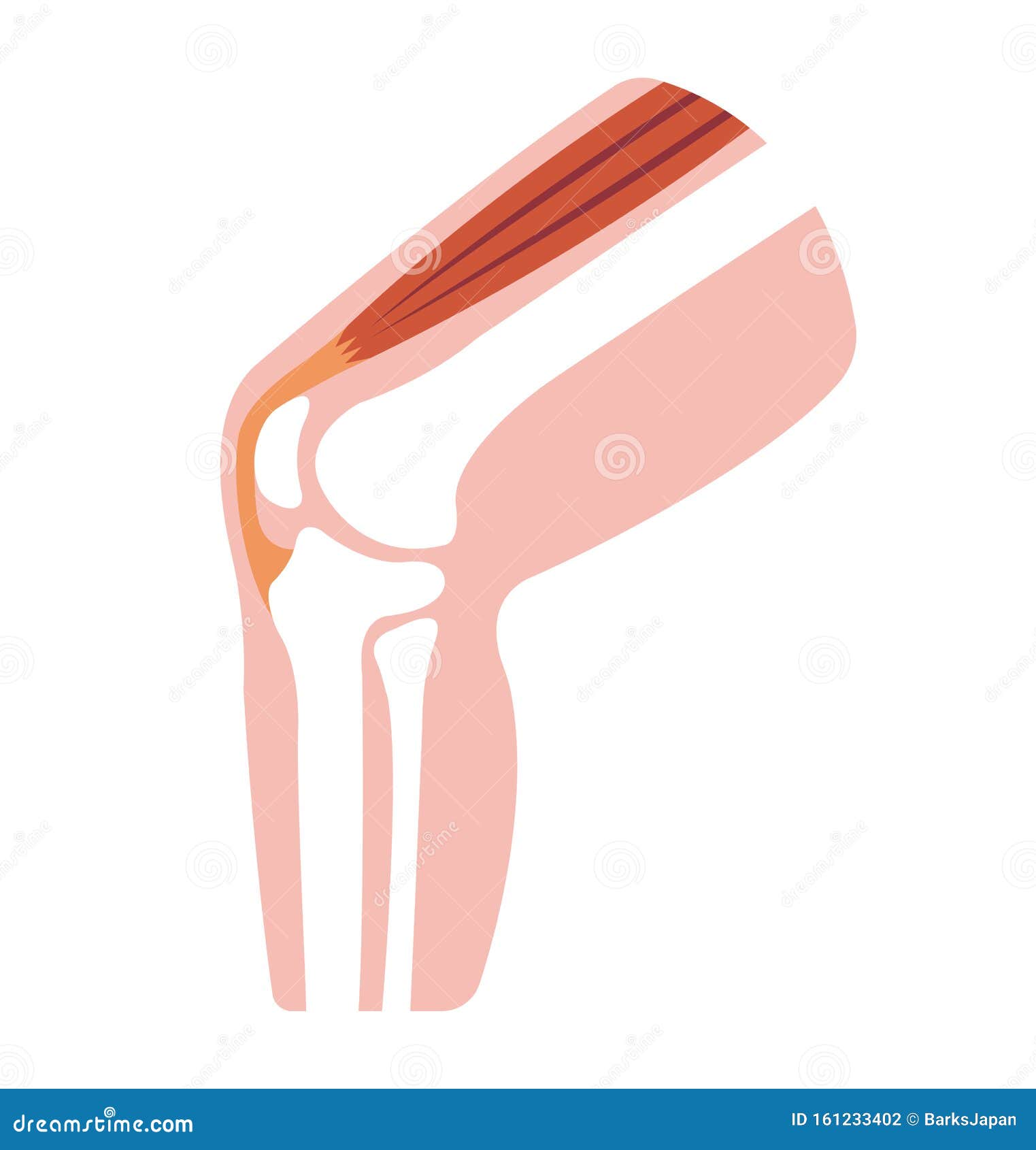 Knee Joint Section Illustration / No Text Stock Vector - Illustration ...