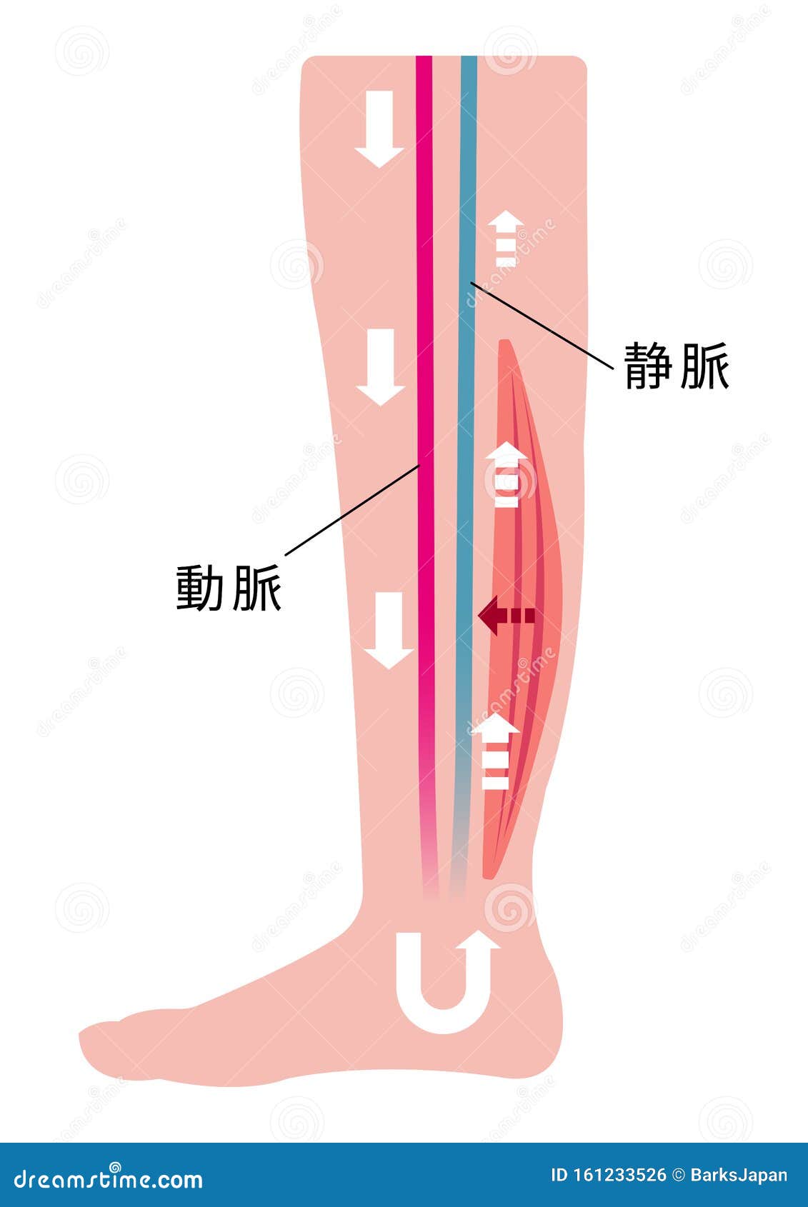 Leg Swelling, Edema, Obesity, Fat Foot Grey Icon. Vector Illustration ...