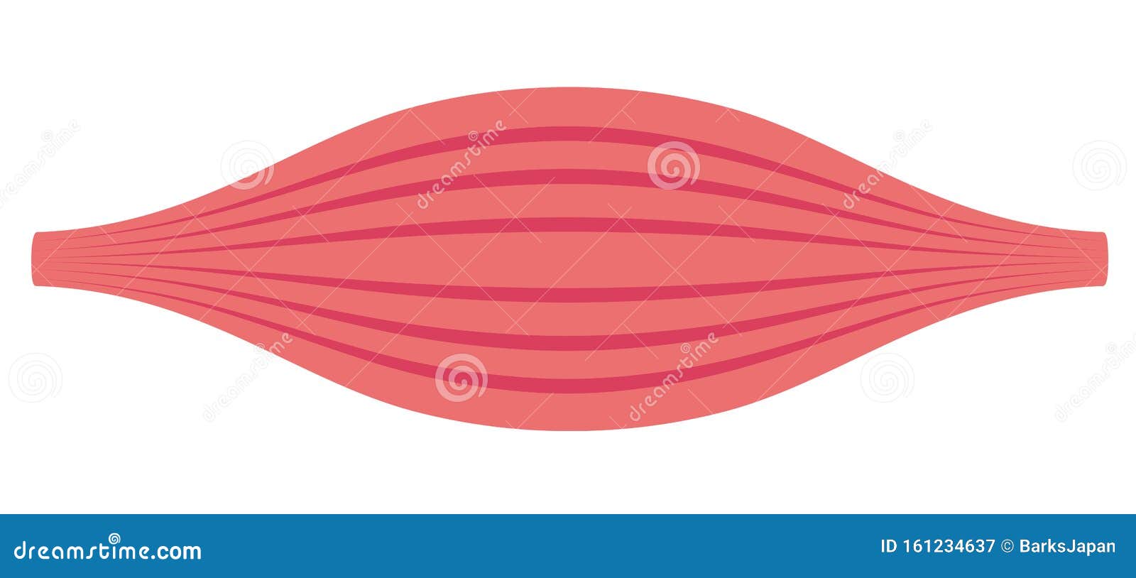 Muscle Flat Line Icon. Vector Outline Illustration Of Human Anatomy ...