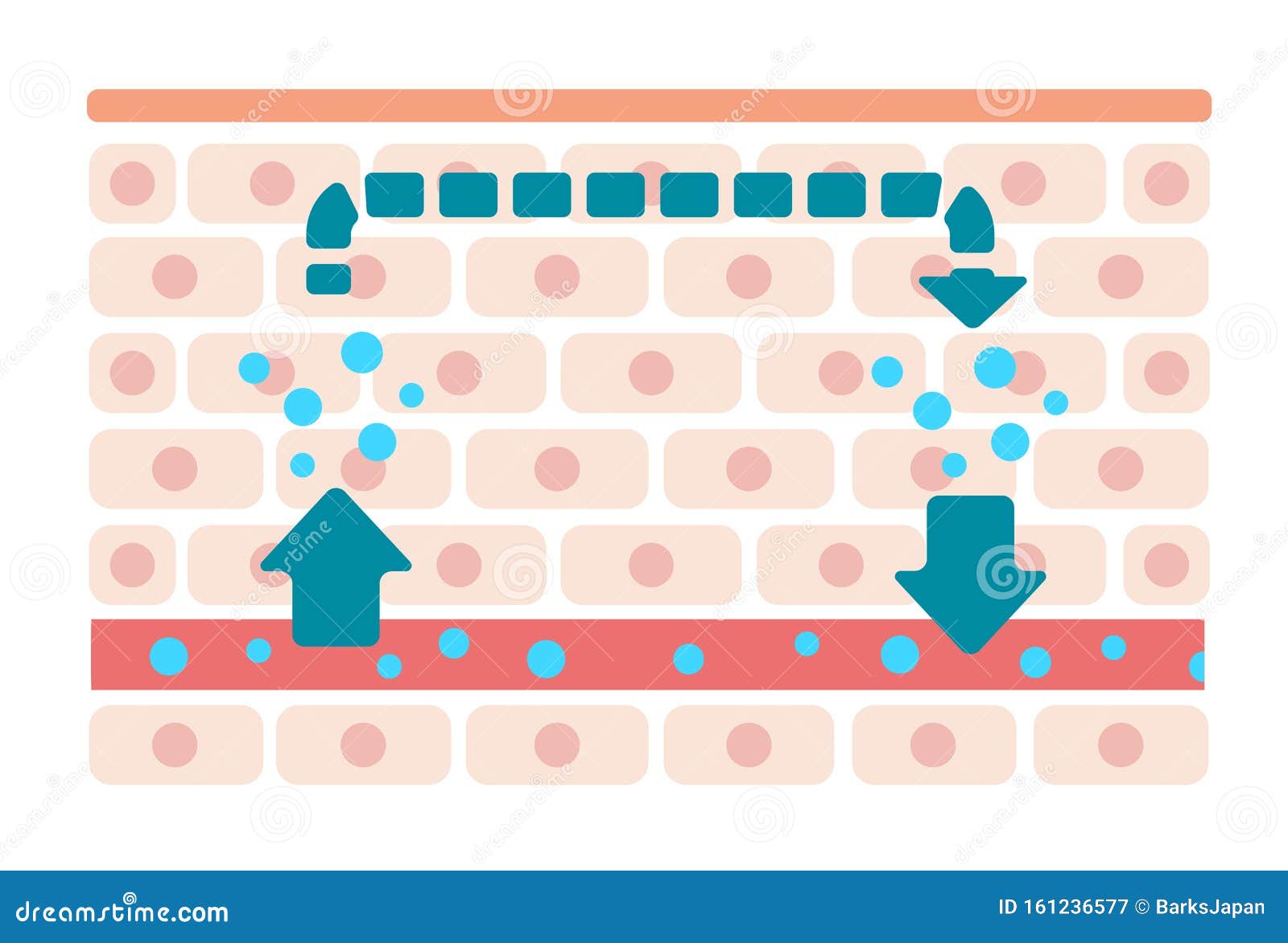 Illustration of Normal Skin Condition / No Text Stock Vector ...