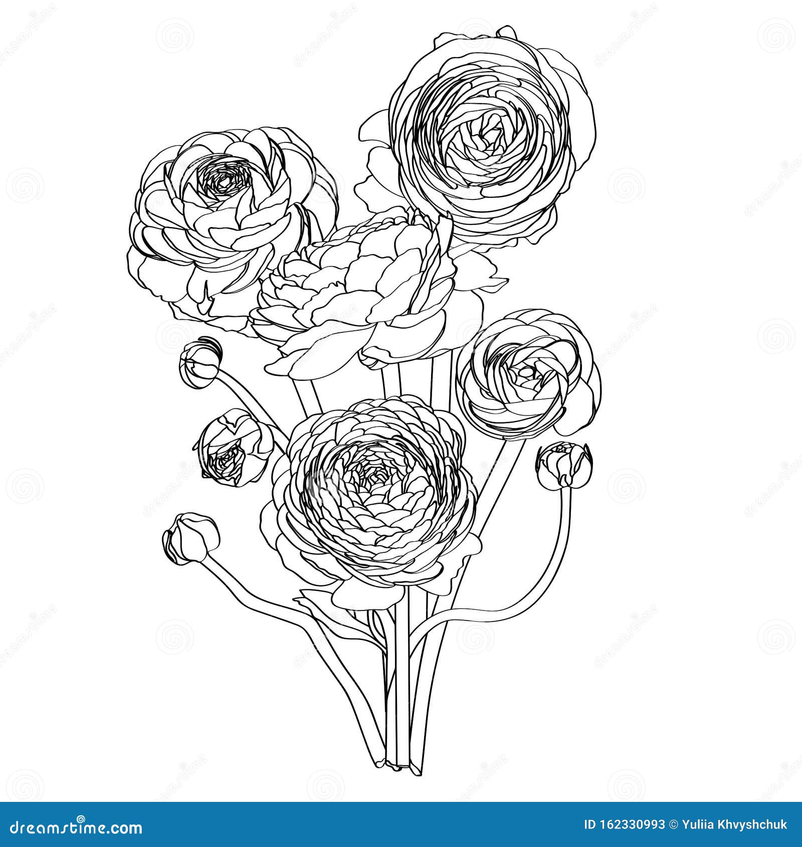 Hand Drawn Summer Vintage Bouquet: Rustic Ranunculus. Stock ...