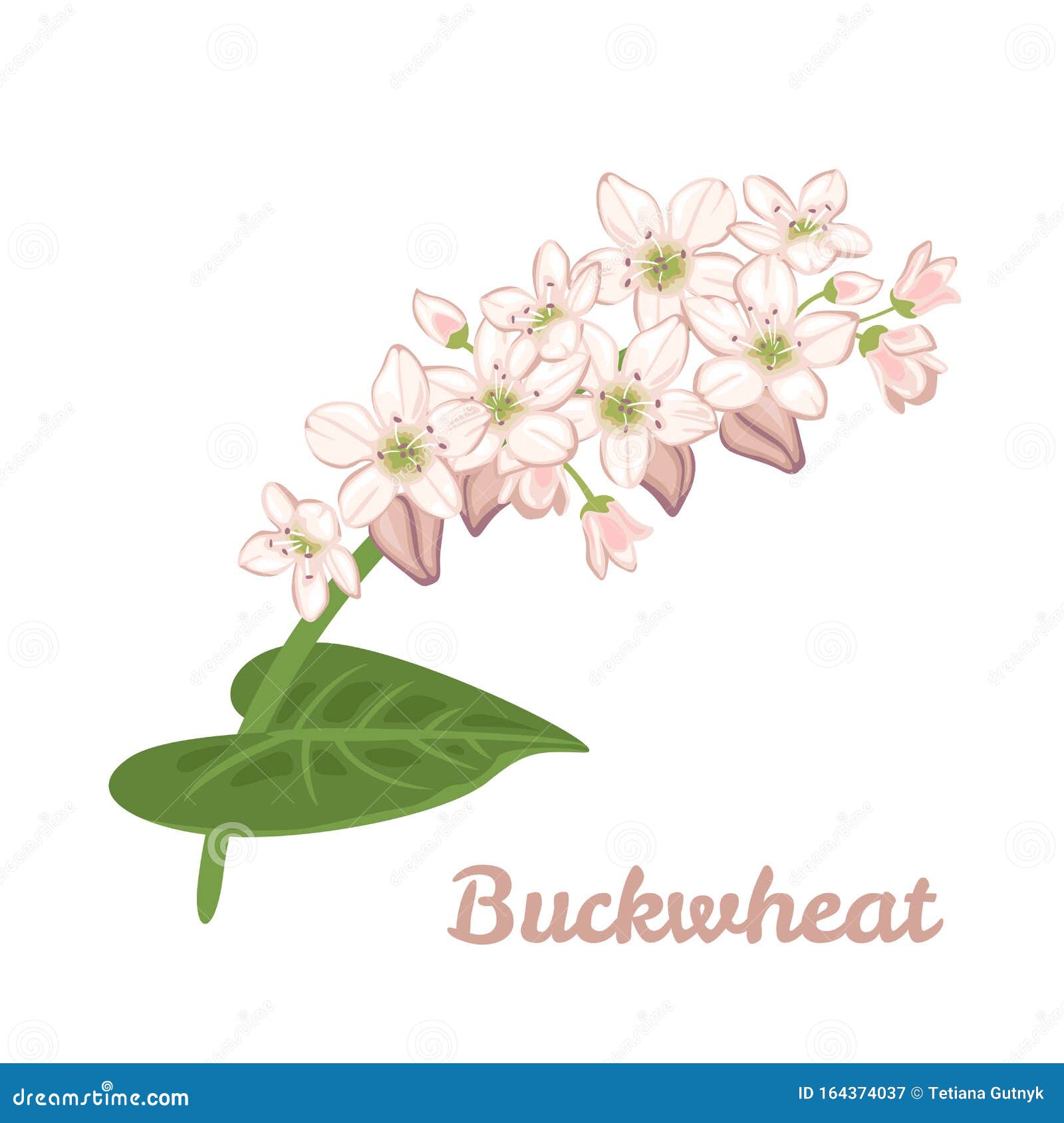Vector Illustration of a Flowering Buckwheat Branch with Green Leaves ...