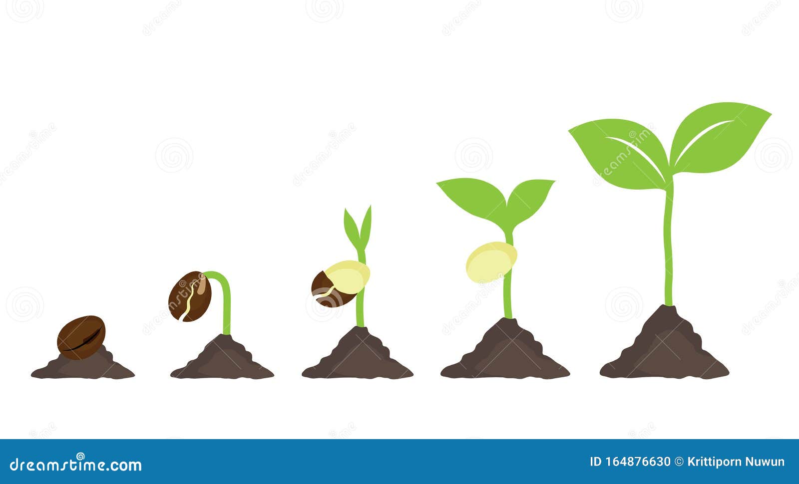 Growth Step Infographic Concept. Cartoon Infographic Timeline. Plant ...