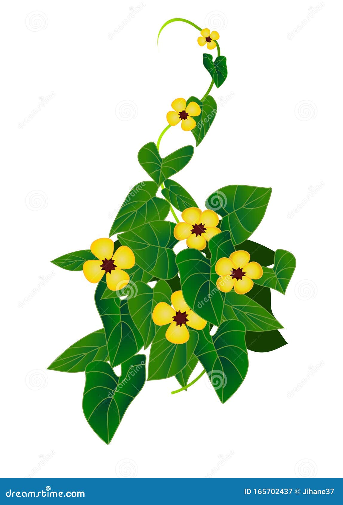 Beautiful Ivy Tropical Plant Cartoon Set Stock Illustration ...