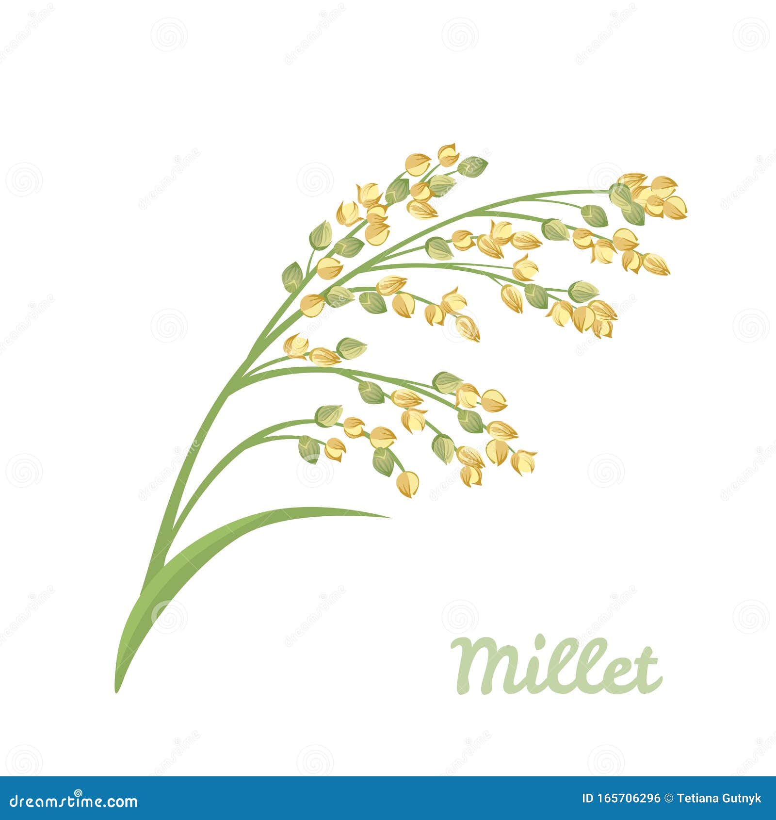 Proso Millet Panicum Miliaceum Spike Isolated on White Background ...