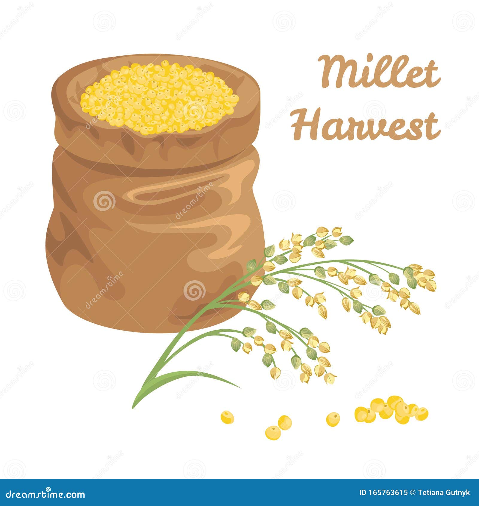 Sack Full of Proso Millet Grains Isolated on White Background. Vector ...