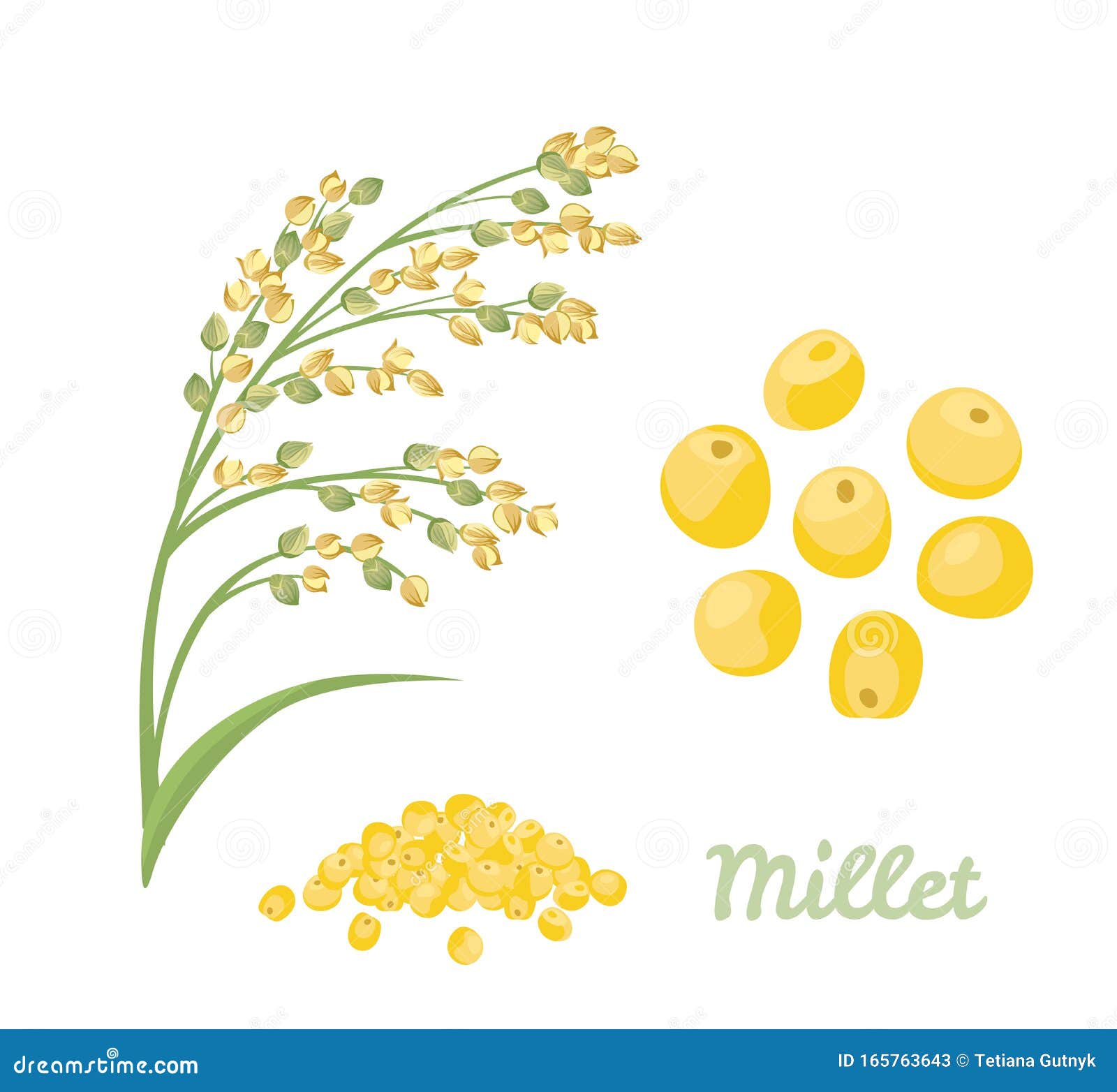 Yellow Millet Isolated On White Background. Cartoon Vector ...