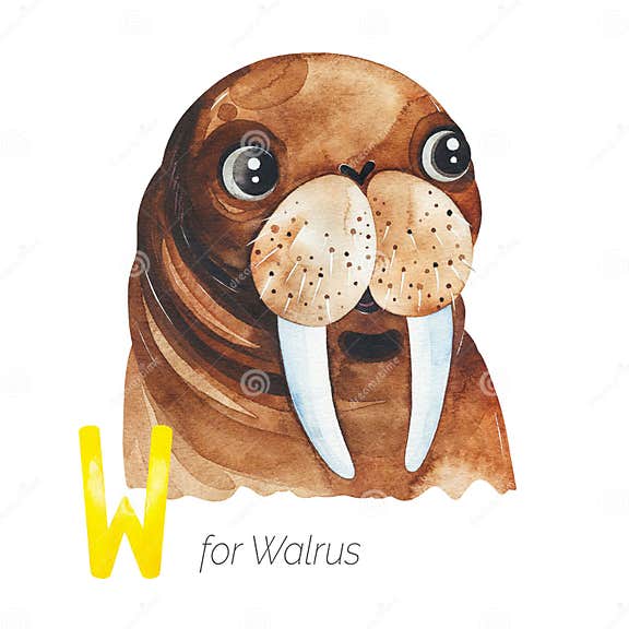 Cute Walrus for W letter. stock illustration. Illustration of painting ...