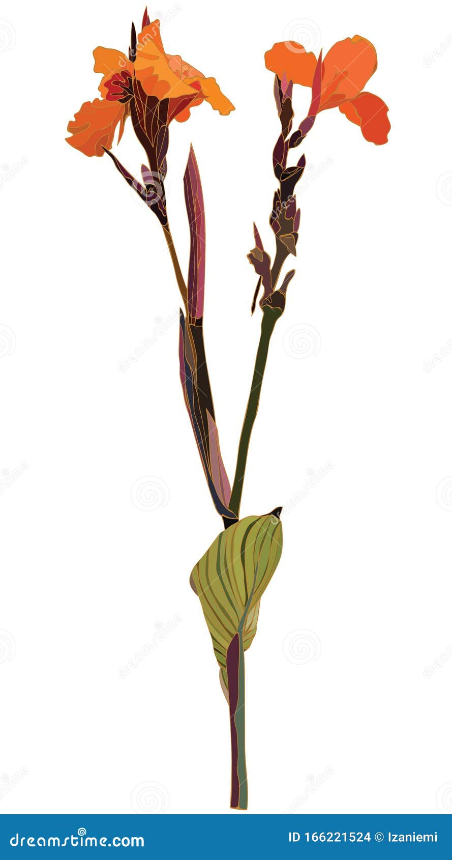 Canna Flower - Hand Drawn Vector Illustration. Stock Vector ...