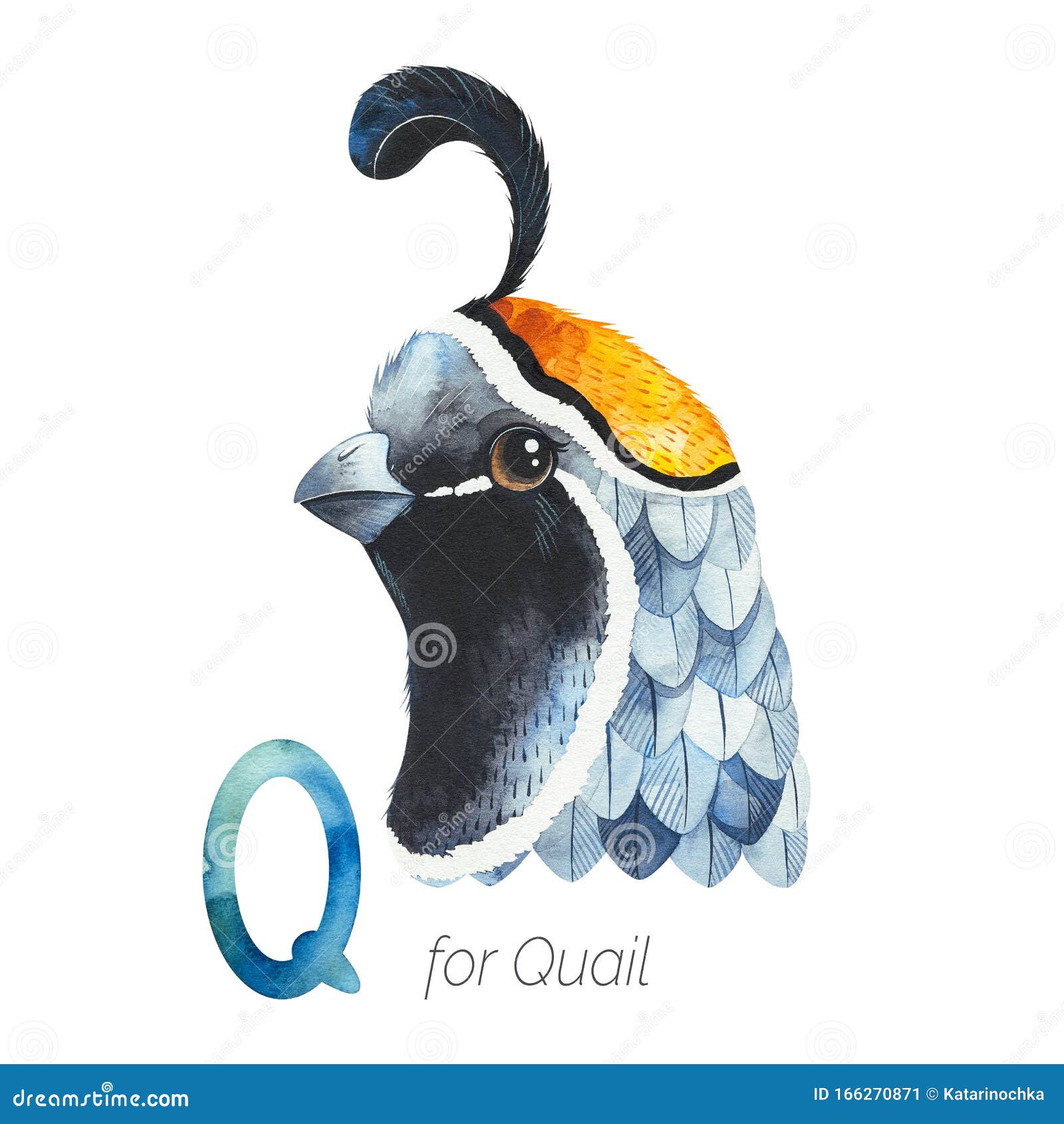 Cute Quail Bird for Q Letter. Stock Illustration - Illustration of ...