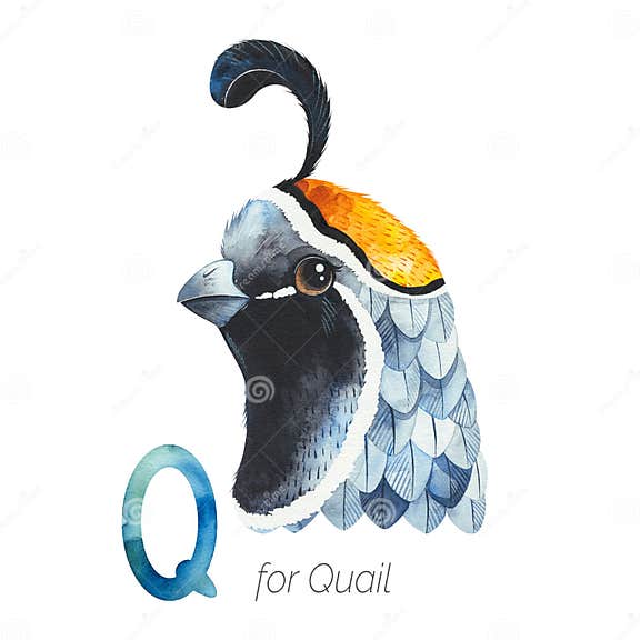 Cute Quail Bird for Q Letter. Stock Illustration - Illustration of ...