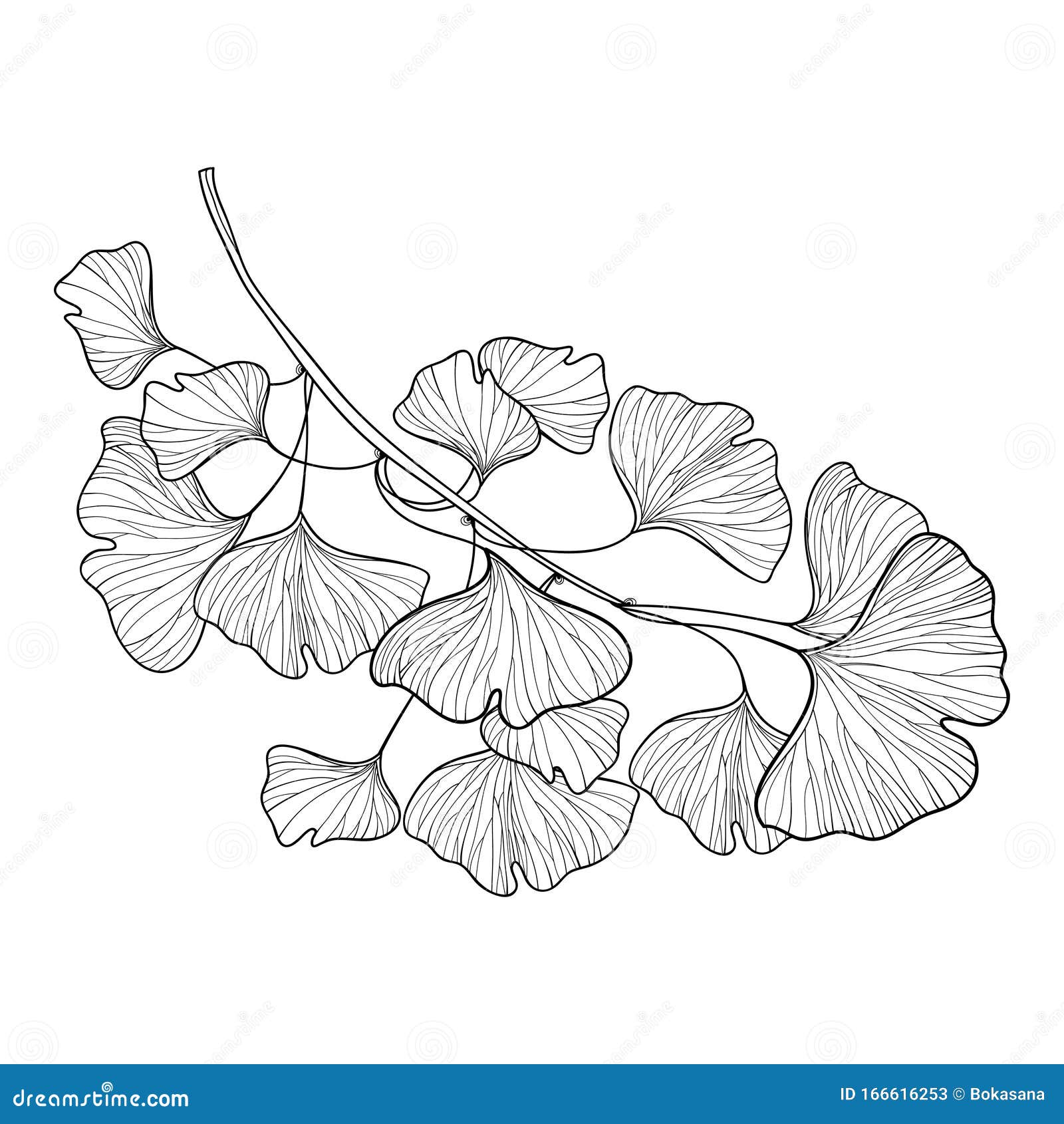 Vector Branch with Outline Gingko or Ginkgo Biloba Tree. Bunch with ...