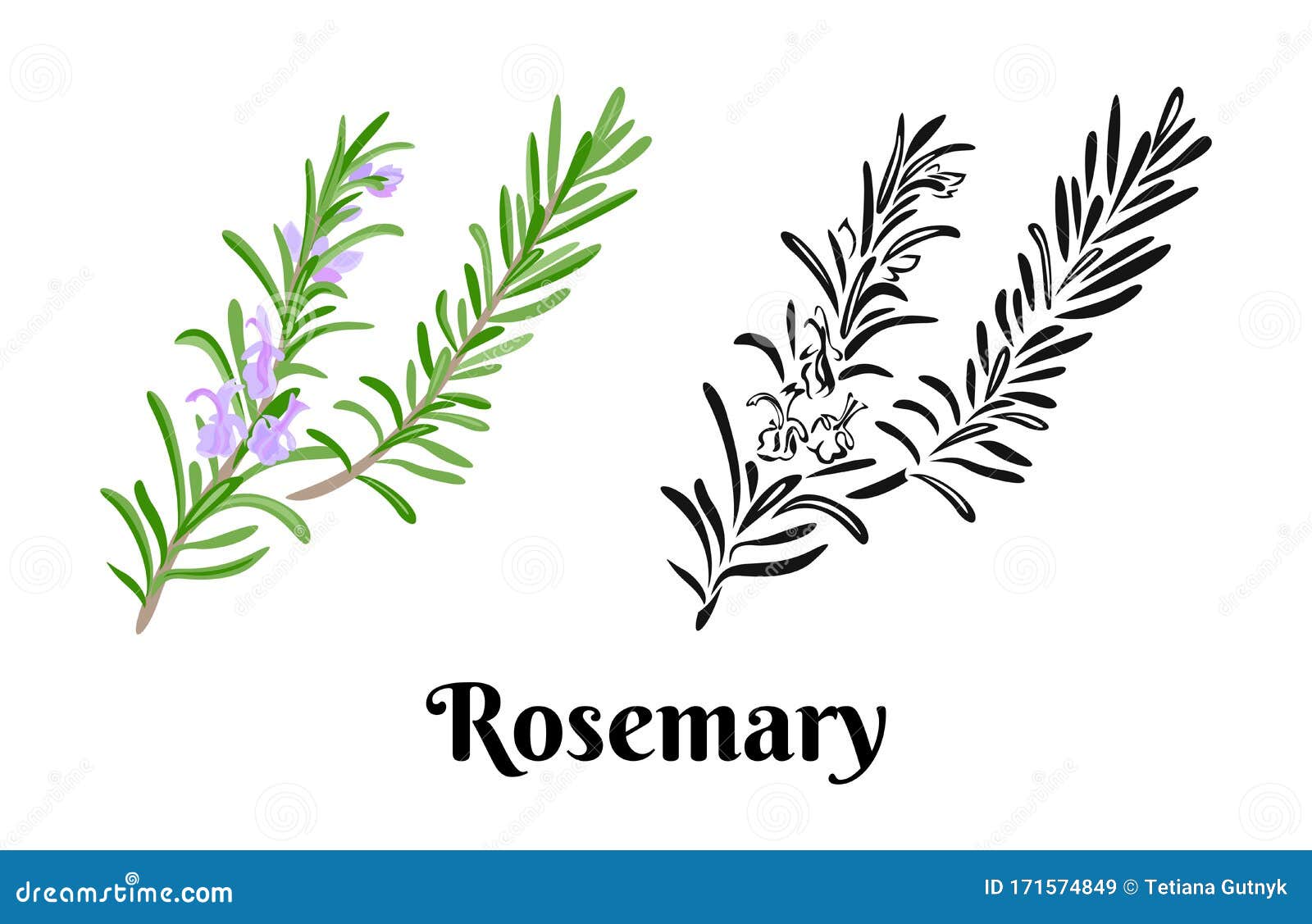 Rosemary Branch Isolated on White Background. Vector Color Illustration ...