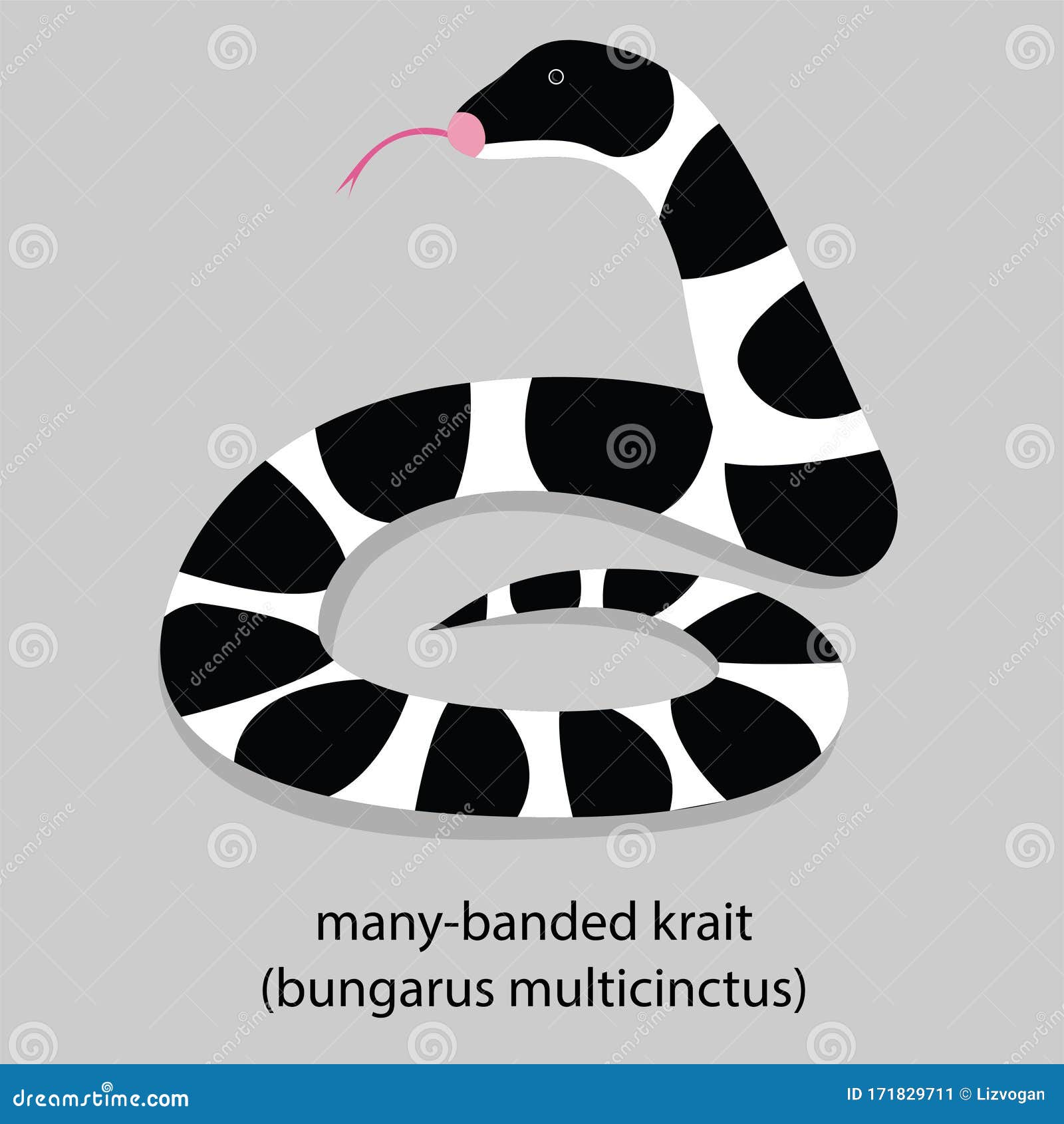 Snake Handling Royalty-Free Cartoon | CartoonDealer.com #48494051