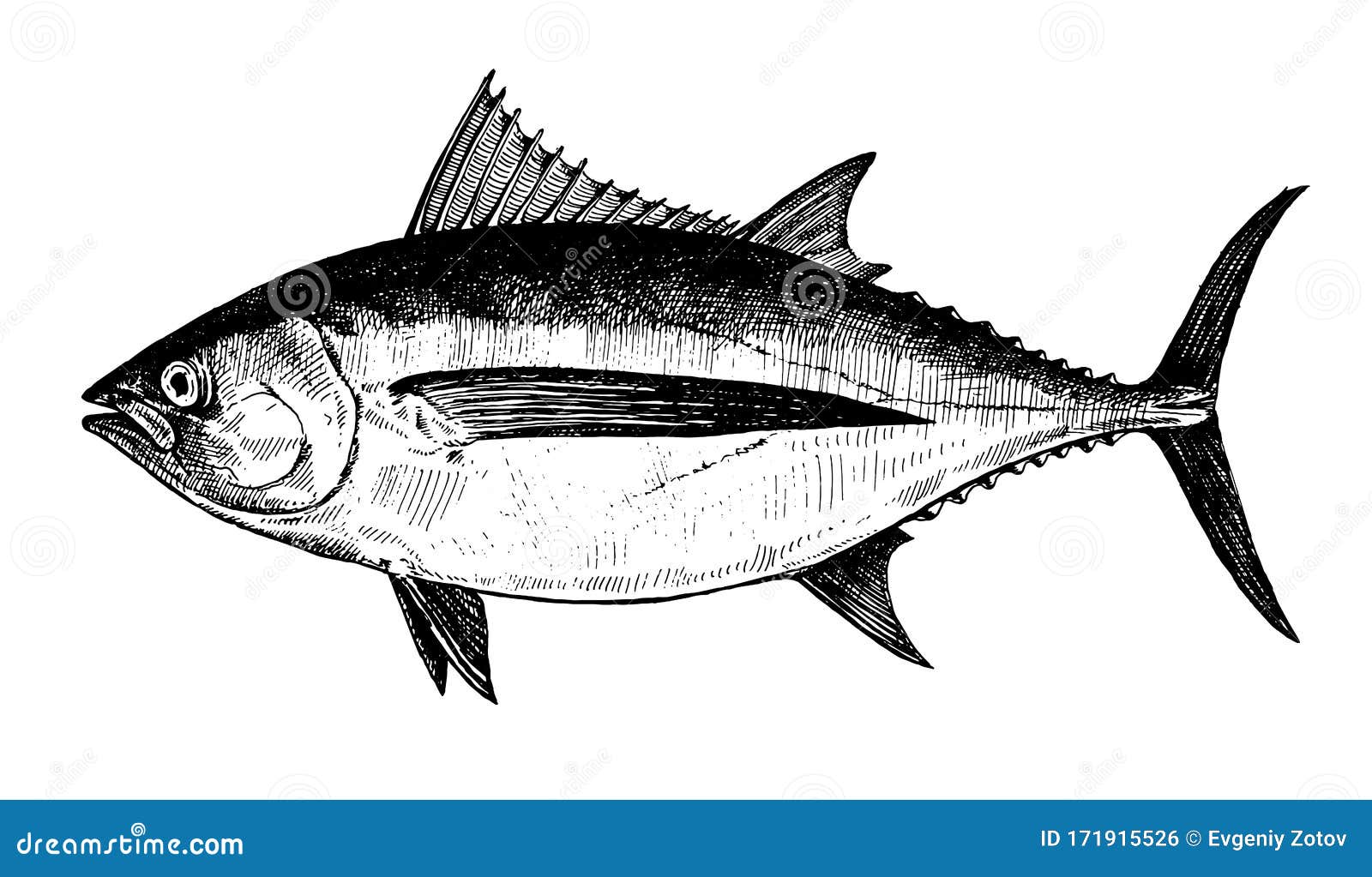 Albacore Fish Icon Vector. Fish Logo Design In Vector Illustration ...