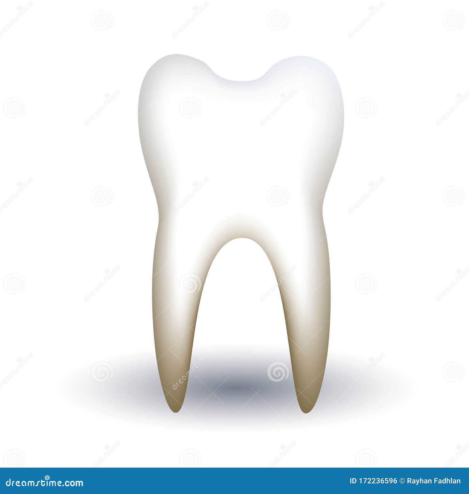 Human Teeth Molars or Large Teeth Stock Illustration - Illustration of ...
