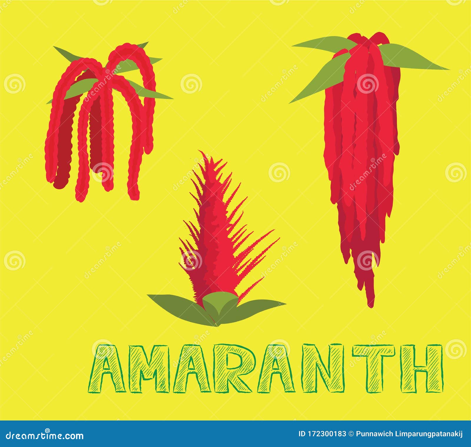 Amaranth Vector Frame | CartoonDealer.com #196938613