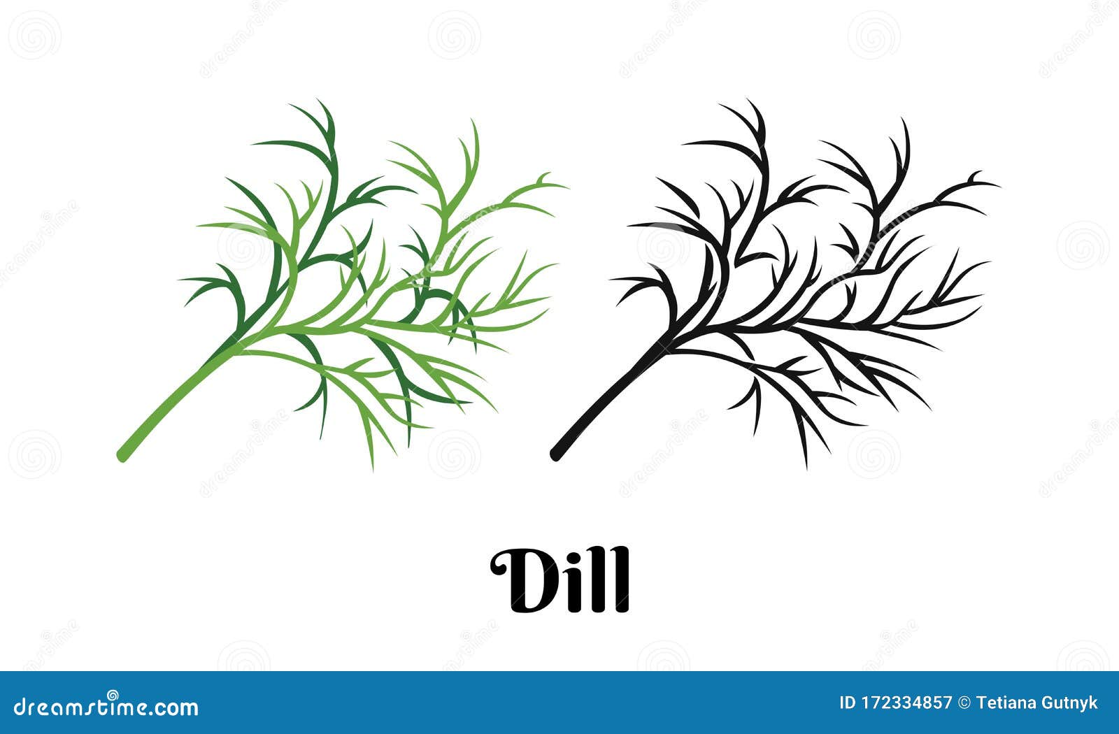 Dill Color Illustration | CartoonDealer.com #72988008