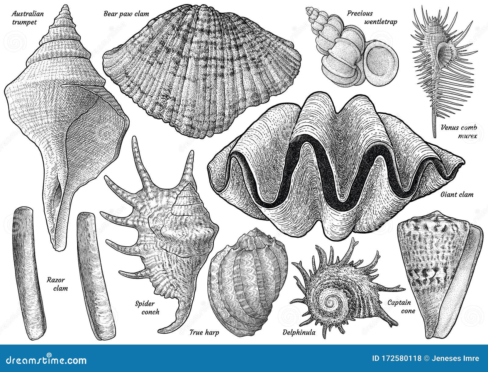 Shell Collection, Illustration, Drawing, Engraving, Ink, Line Art ...
