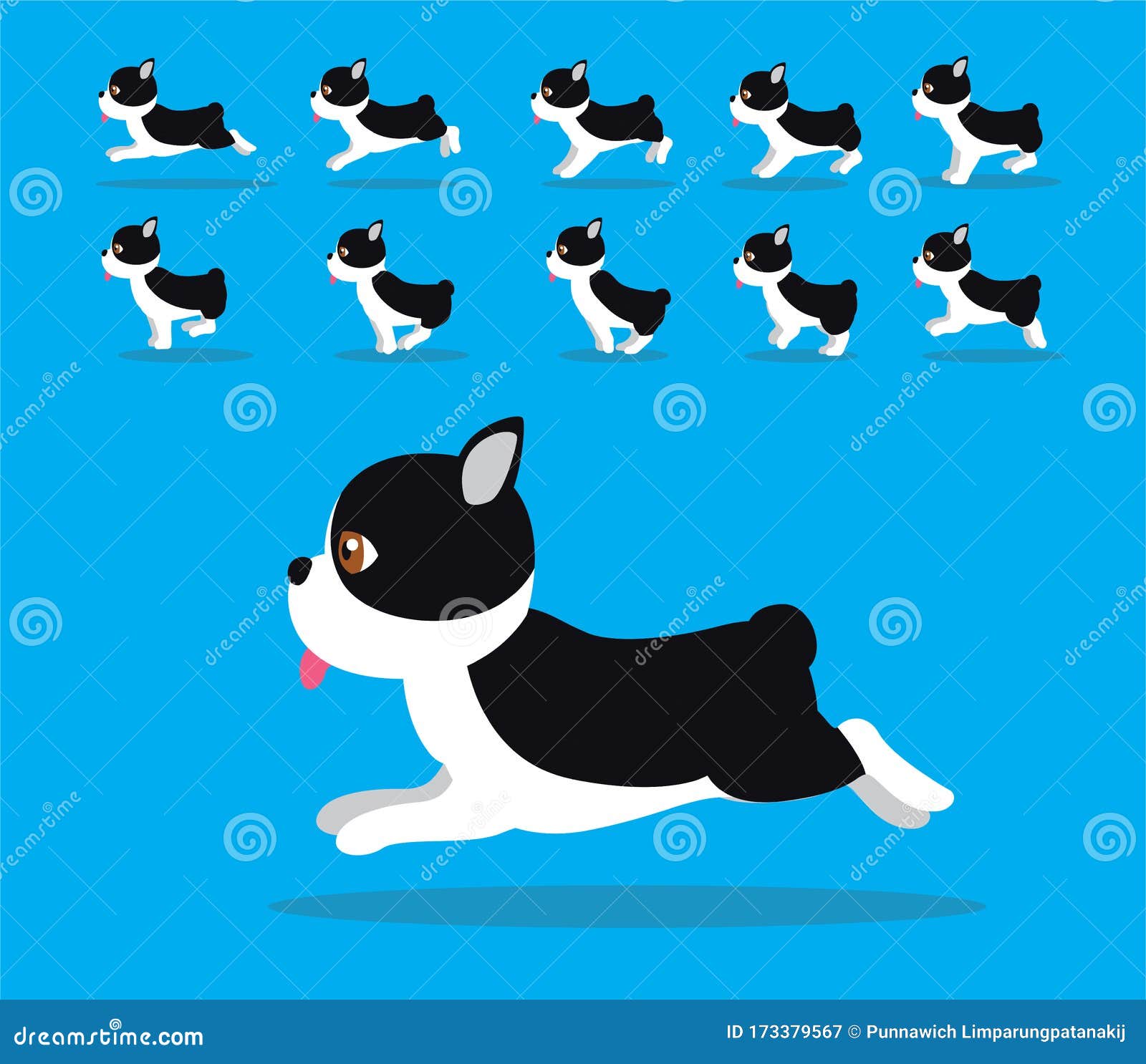 Animal Animation Sequence Dog Boston Terrier Cartoon Vector Stock ...