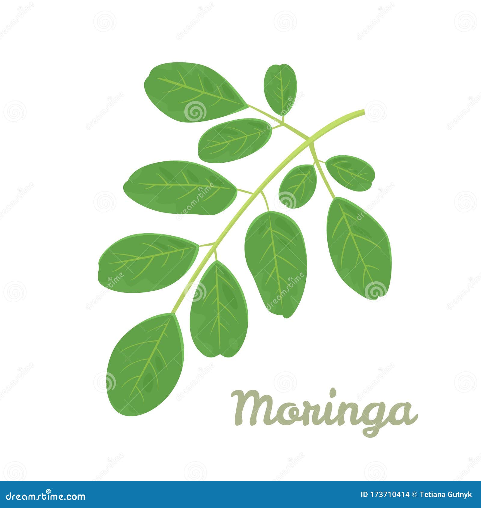 Moringa Oleifera Leaves Isolated on White Background. Vector ...
