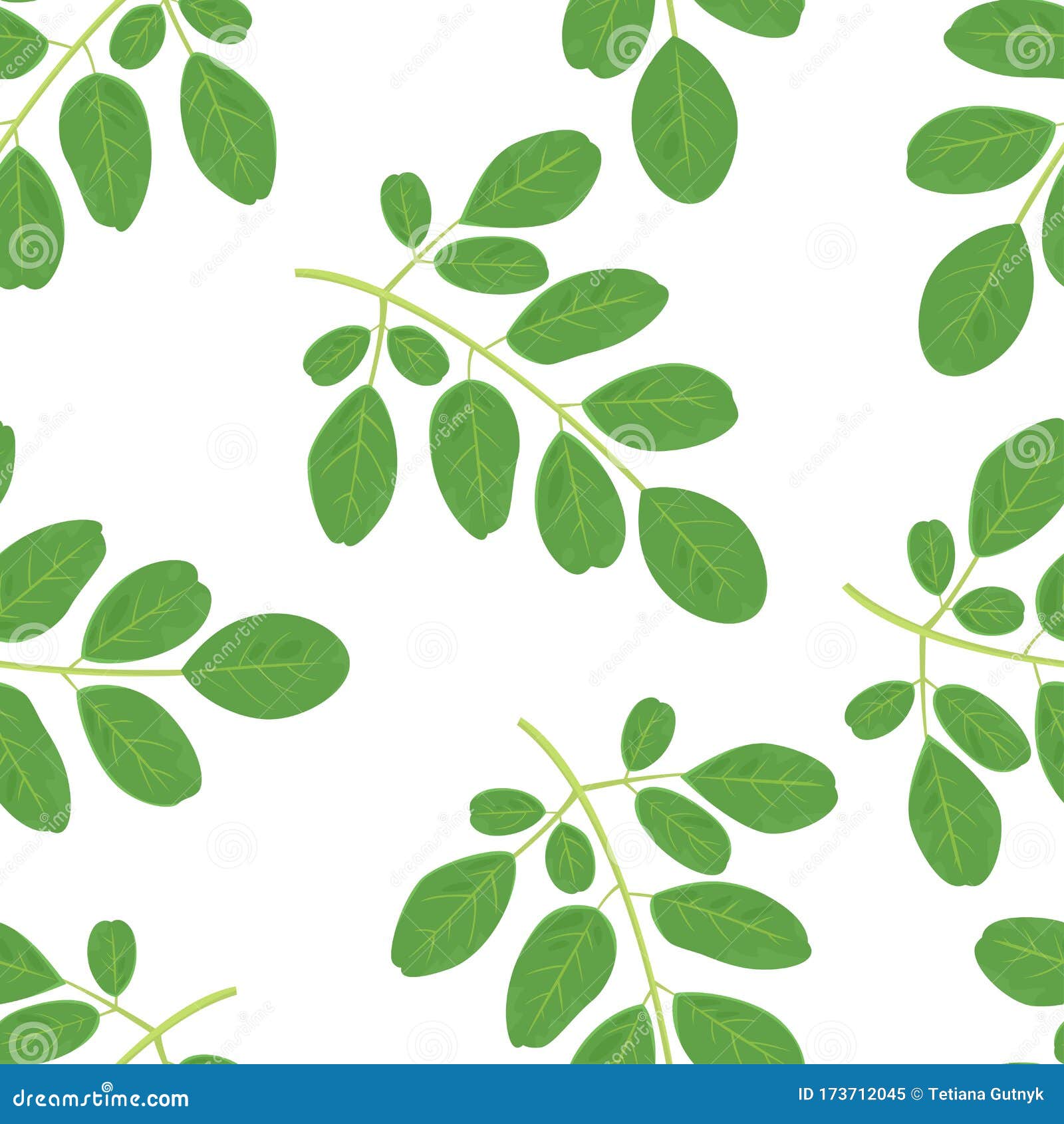 Moringa Green Leaves Seamless Pattern. Vector Illustration of Moringa ...