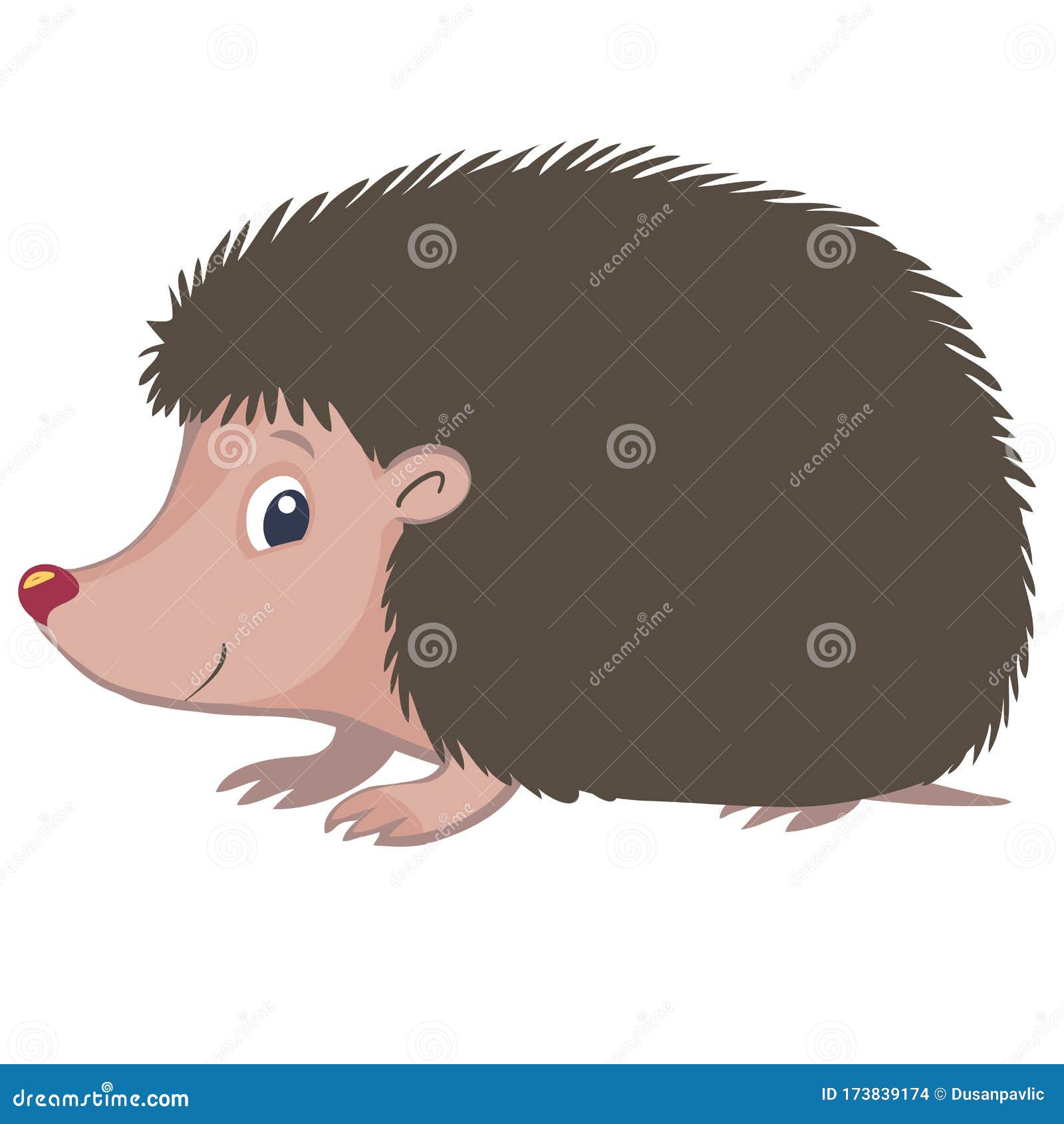 Small Forest Hedgehog with Sharp Spines and Read Nose Stock ...