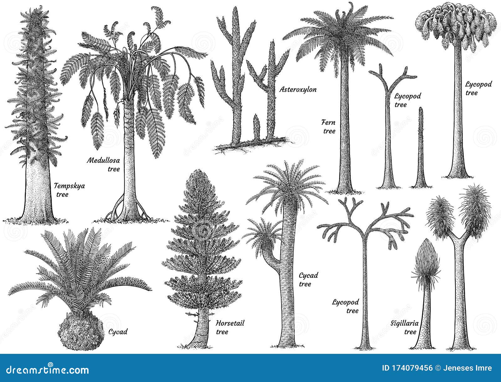 Prehistoric Plant Collection, Illustration, Drawing, Engraving, Ink ...