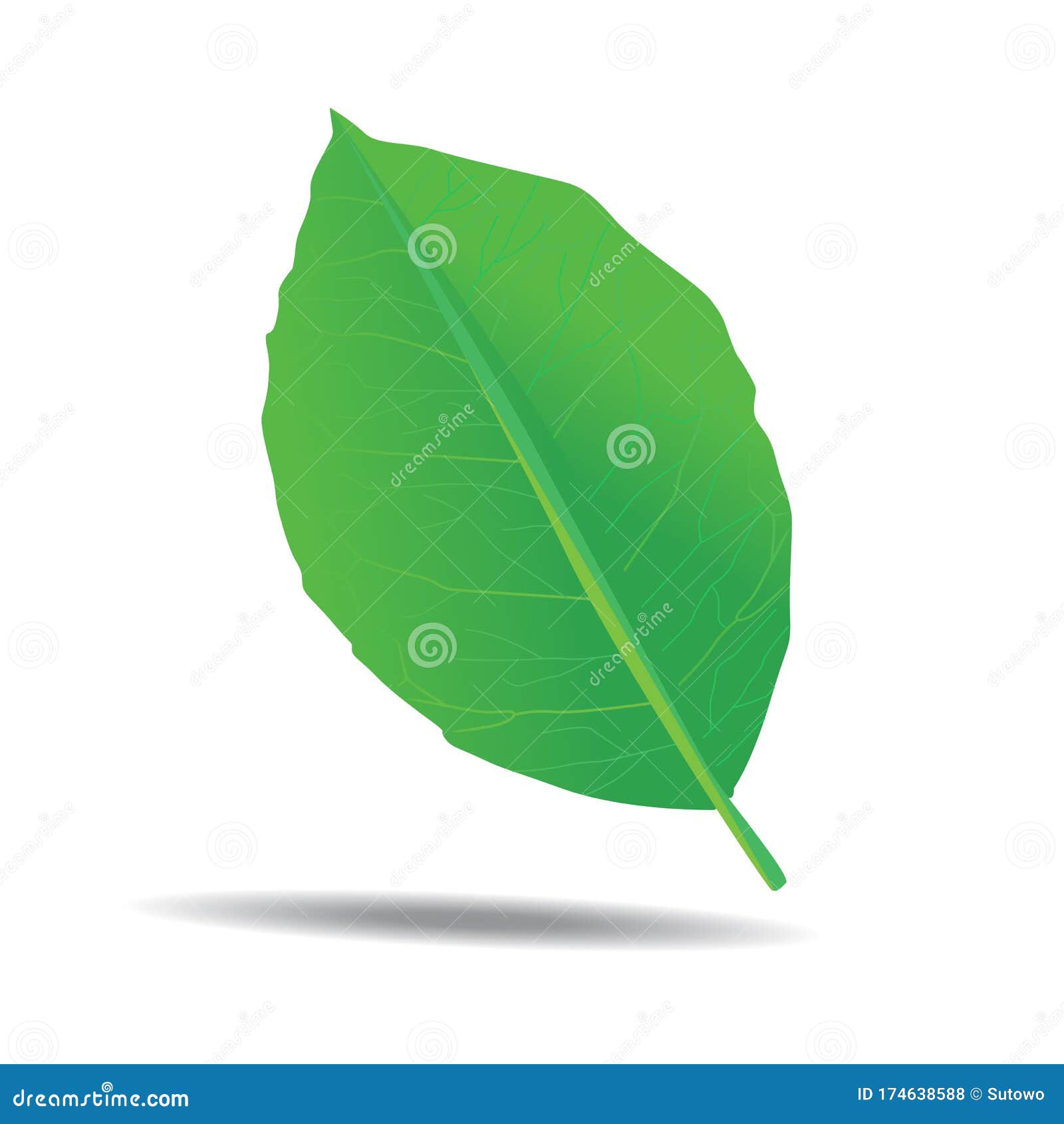 Isolated Single Green Detailed Leaf with Shadow Vector Illustration ...