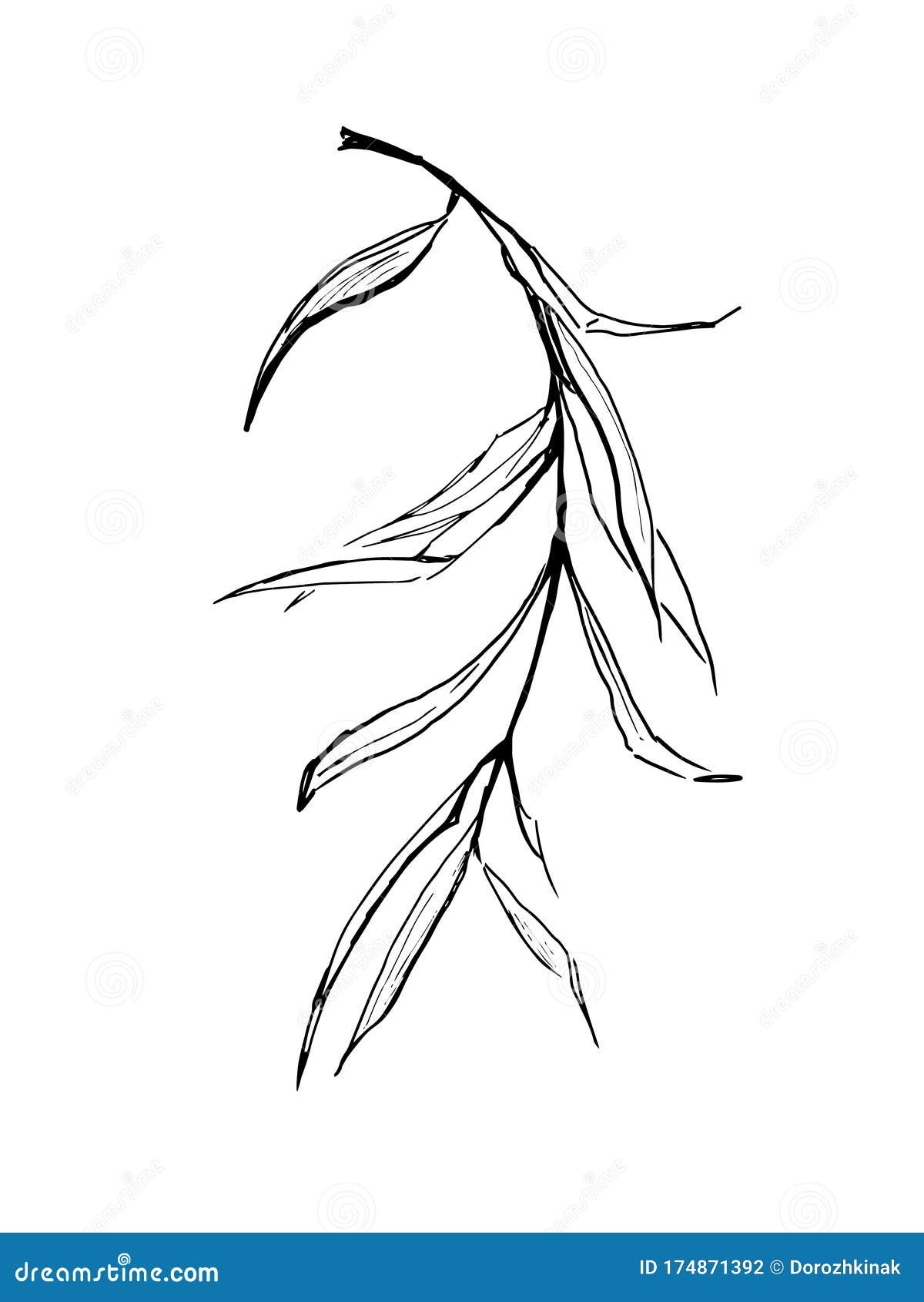 Tree Branch with Long Leaves Stock Vector - Illustration of flora ...