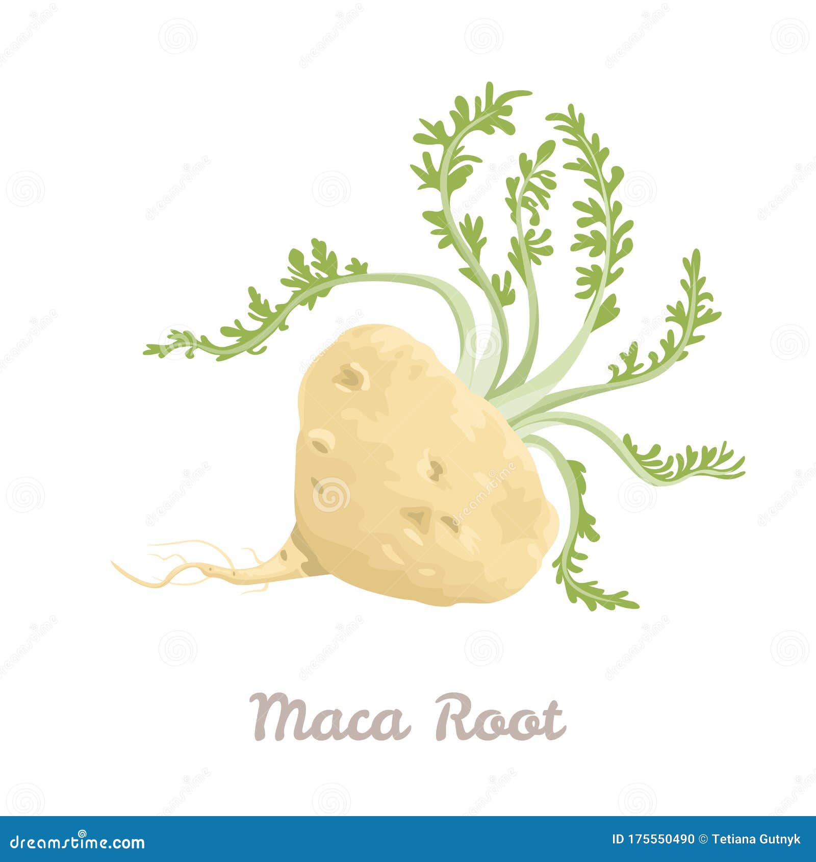 Maca Root Isolated on White Background. Vector Illustration of Peruvian ...