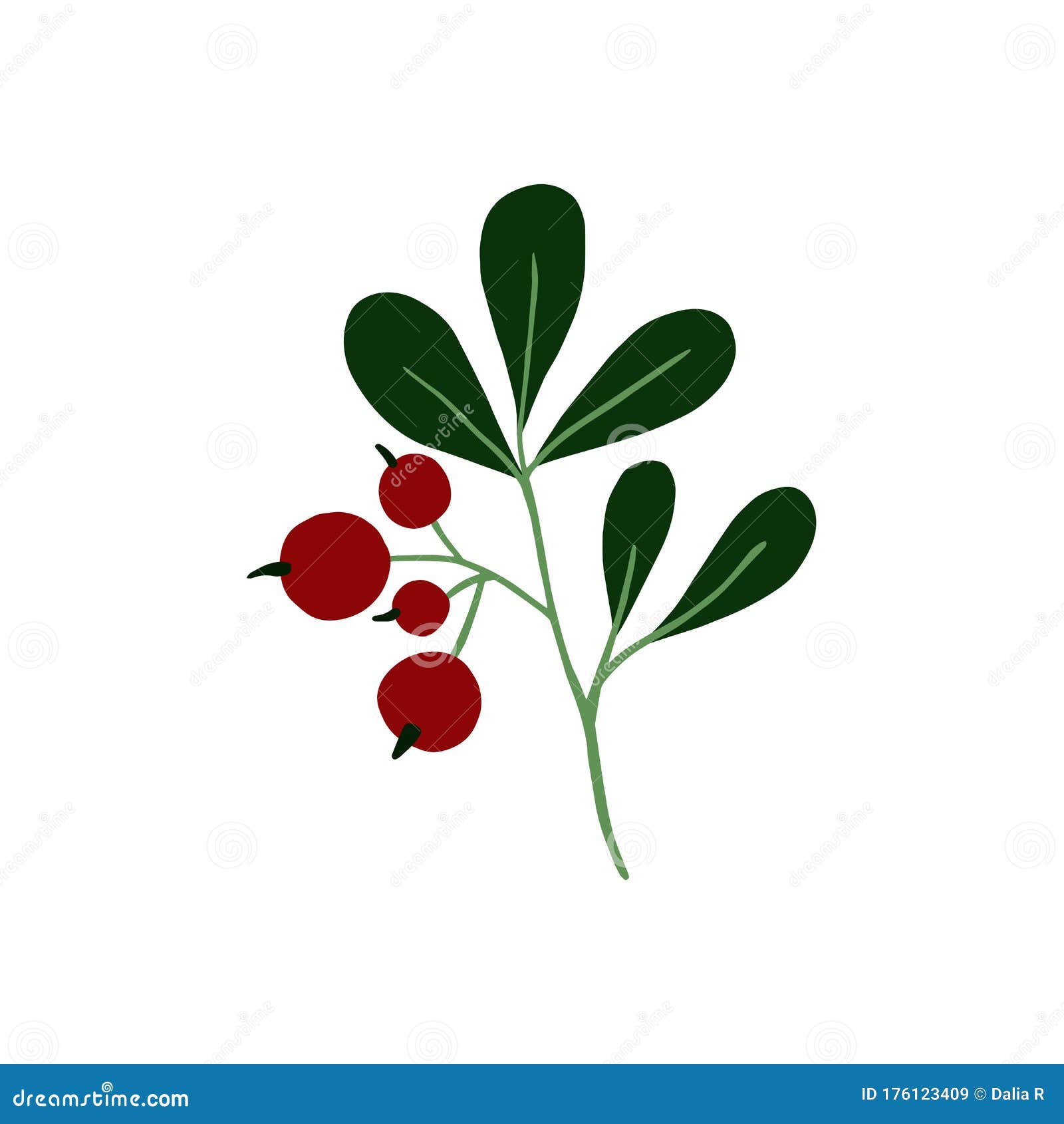 Hand Drawn Cranberry Illustration. Stock Vector - Illustration of card ...