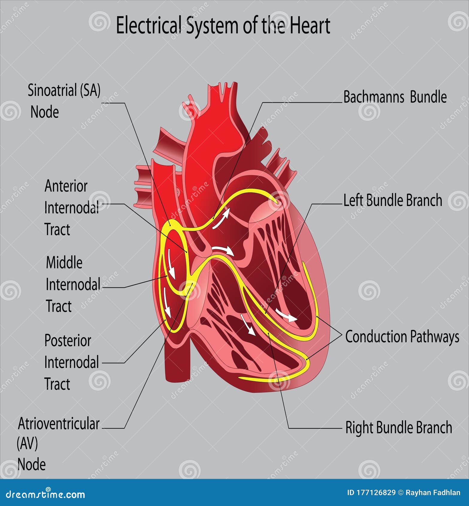 Parts and Functions of the Heart Organ Stock Vector - Illustration of ...