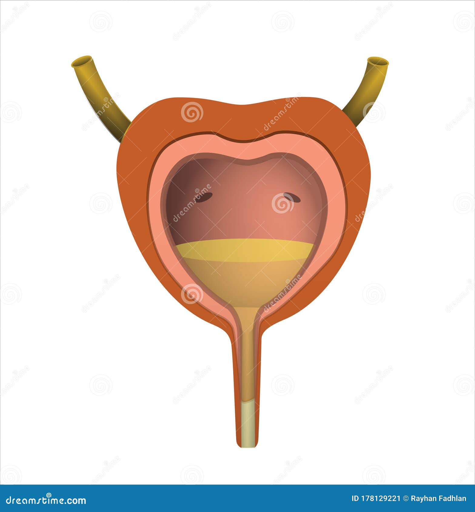 Vector Illustration of Bladder Organ Stock Vector - Illustration of ...