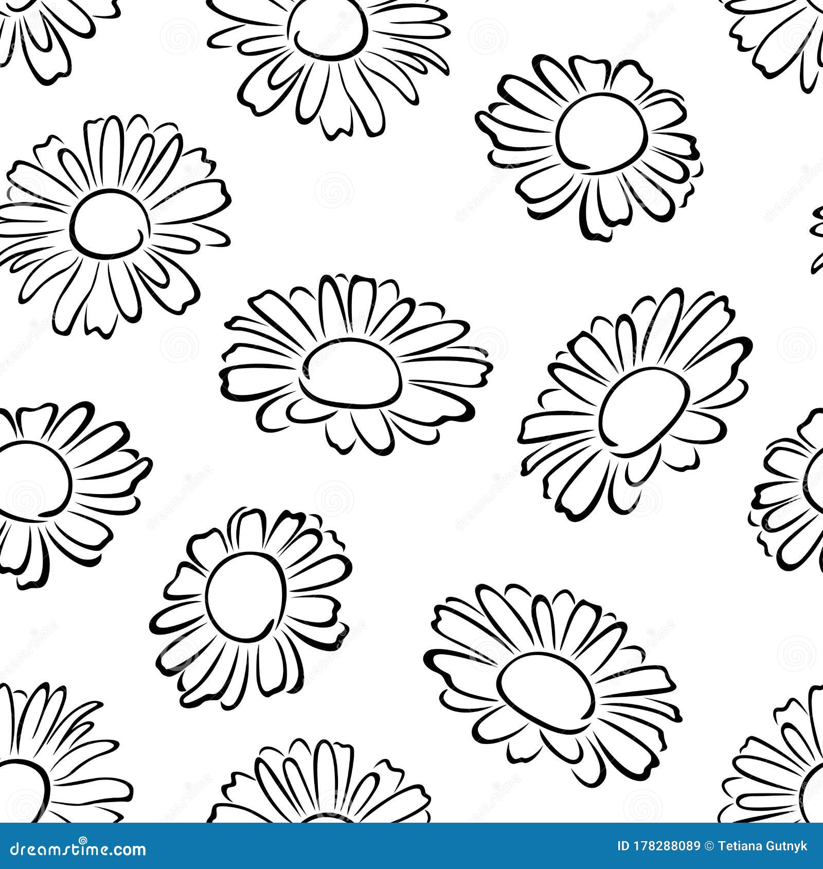 Monochrome Chamomile Drawing: Simple And Intricate Illustration On ...