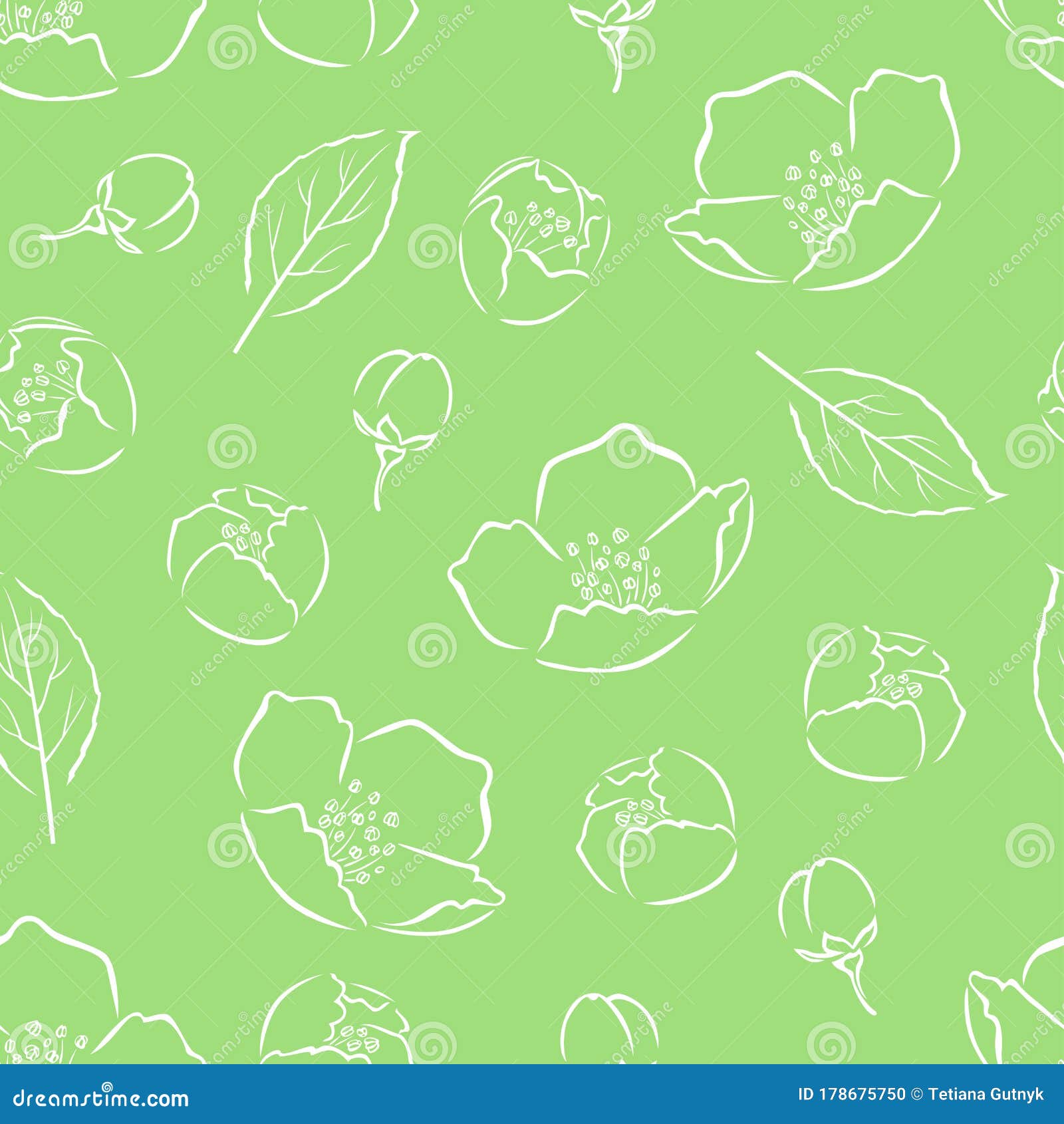 Simple Jasmine Branch Isolated On Dark Background Vector Illustration ...