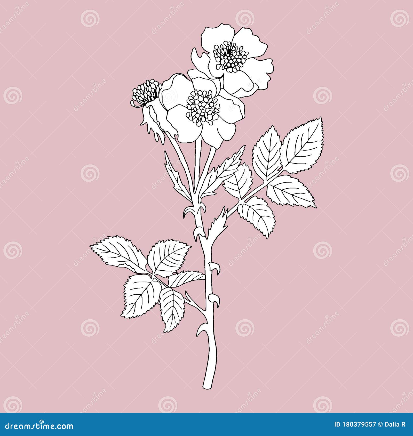 Rosa Rugosa Vintage Illustration | CartoonDealer.com #163344016