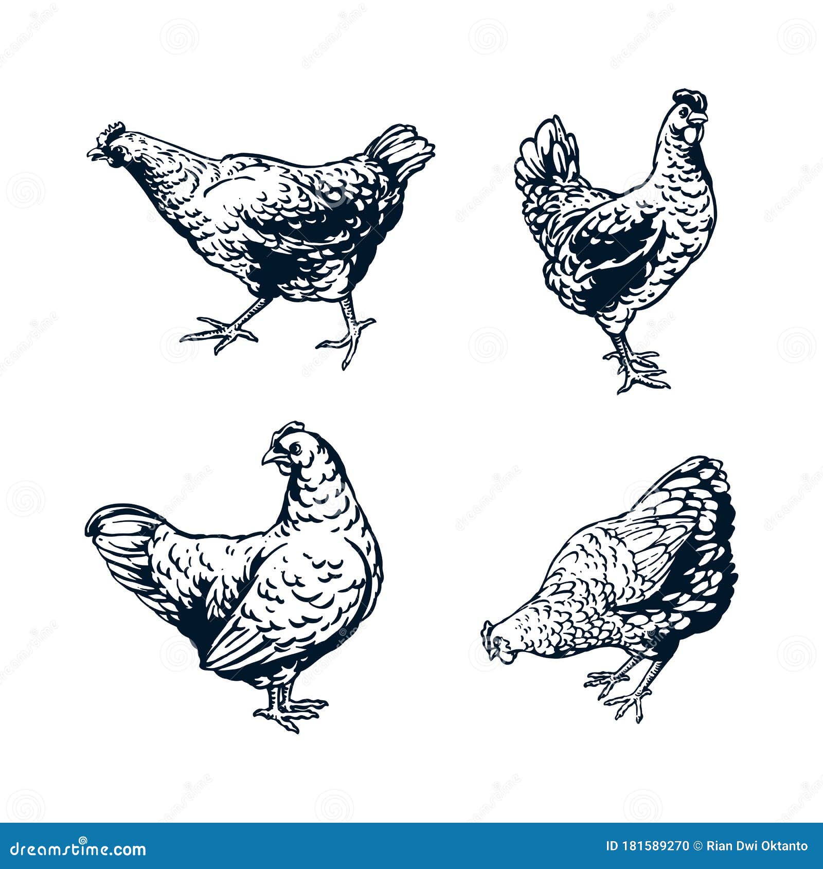 Hen Farm with Hand Drawing Style Stock Vector - Illustration of feather ...