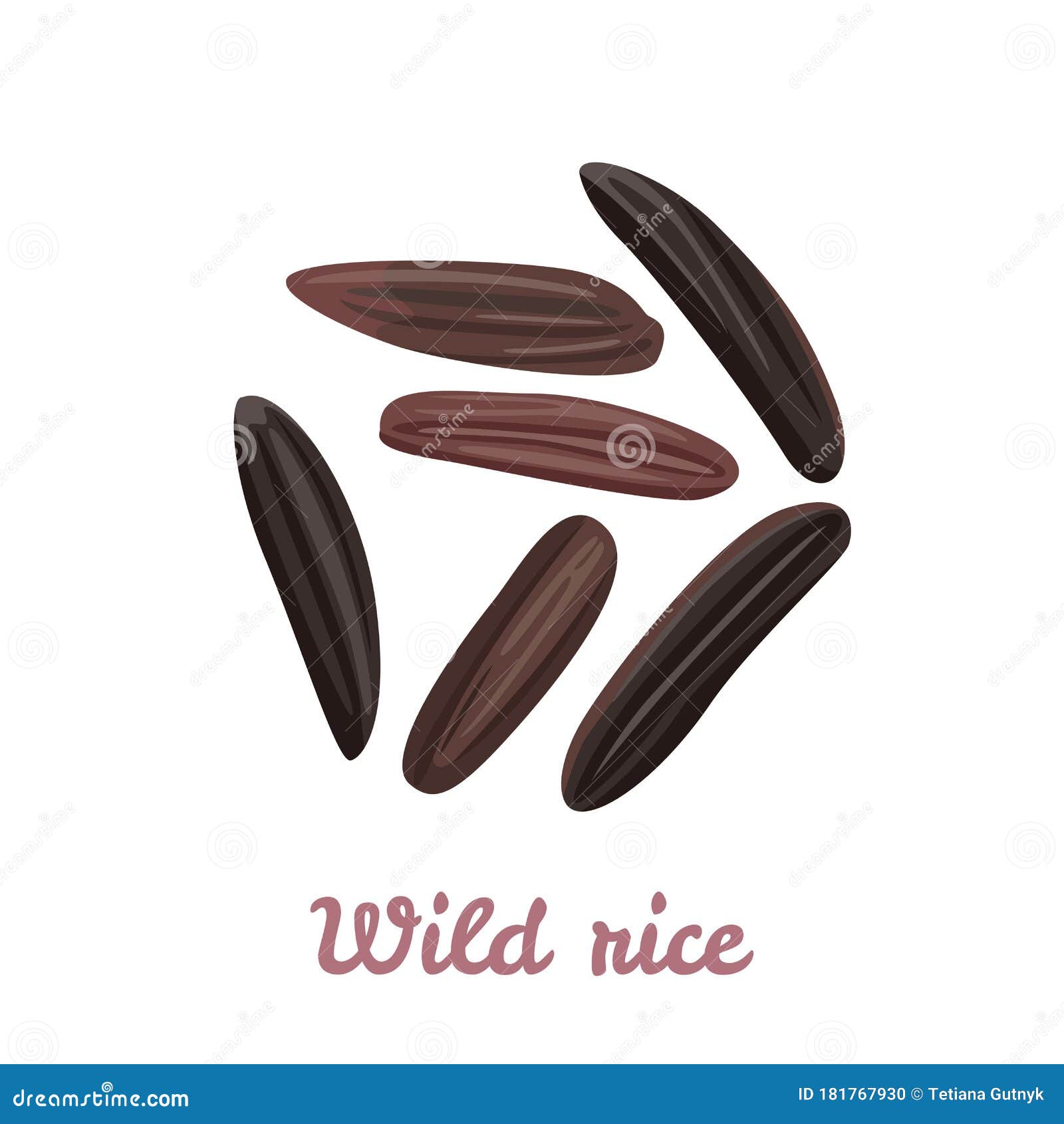 Wild Rice Isolated on a White Background. Vector Illustration of Black ...