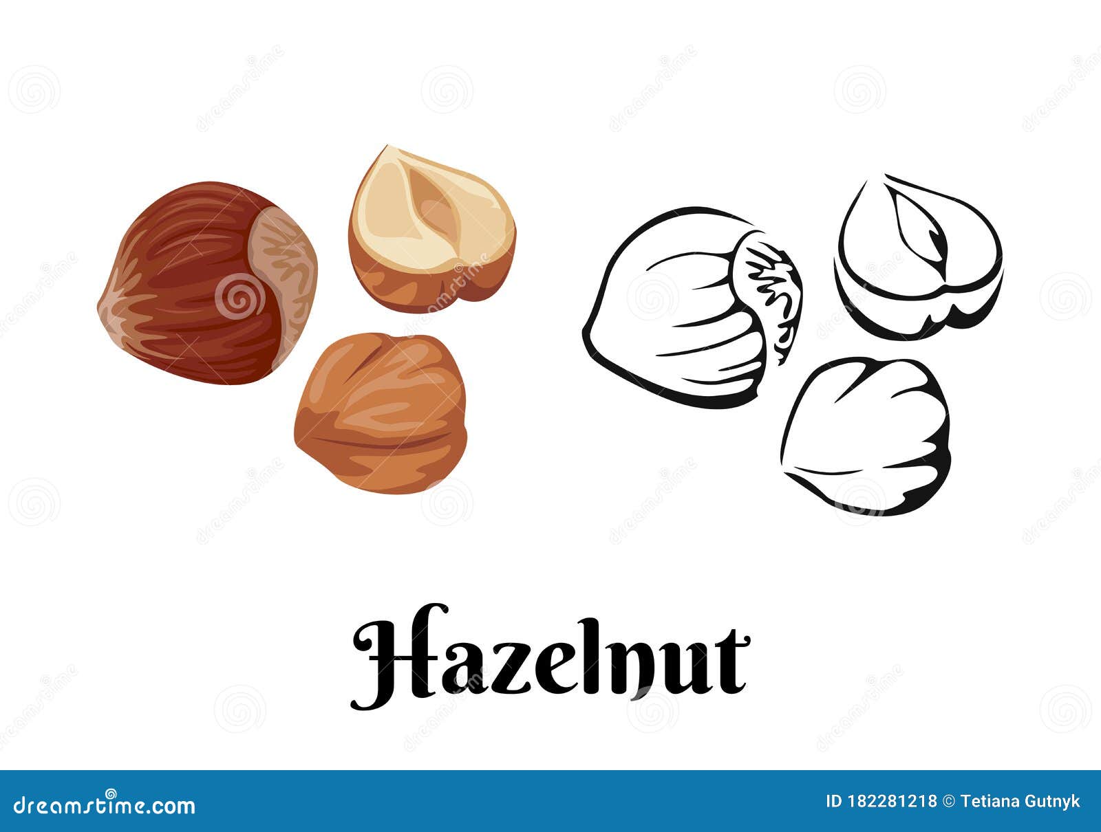 Hazelnut Isolated on White Background. Vector Color Illustration of ...