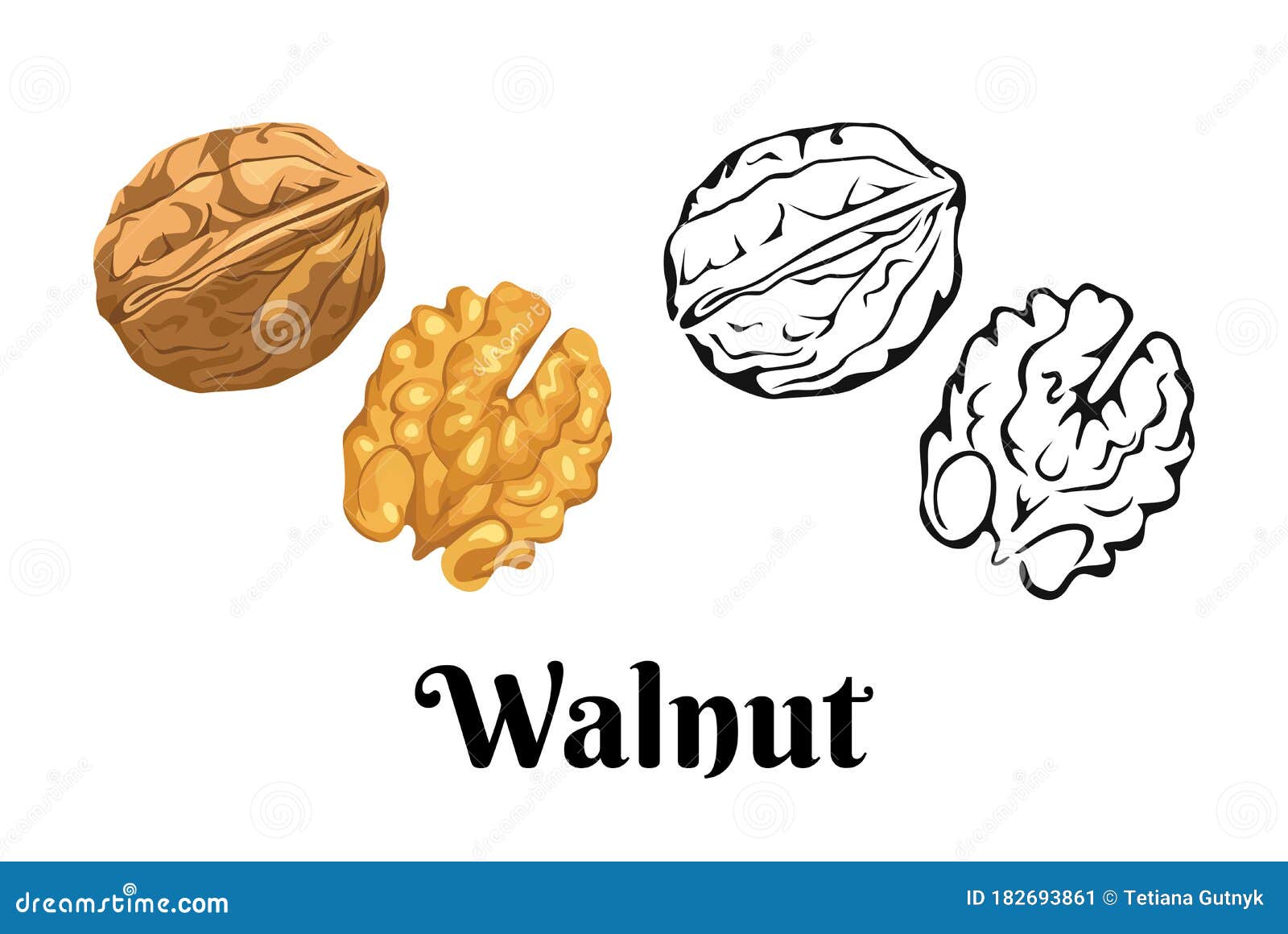 Walnut Isolated On White Background. Vector Color Illustration Of Nuts ...