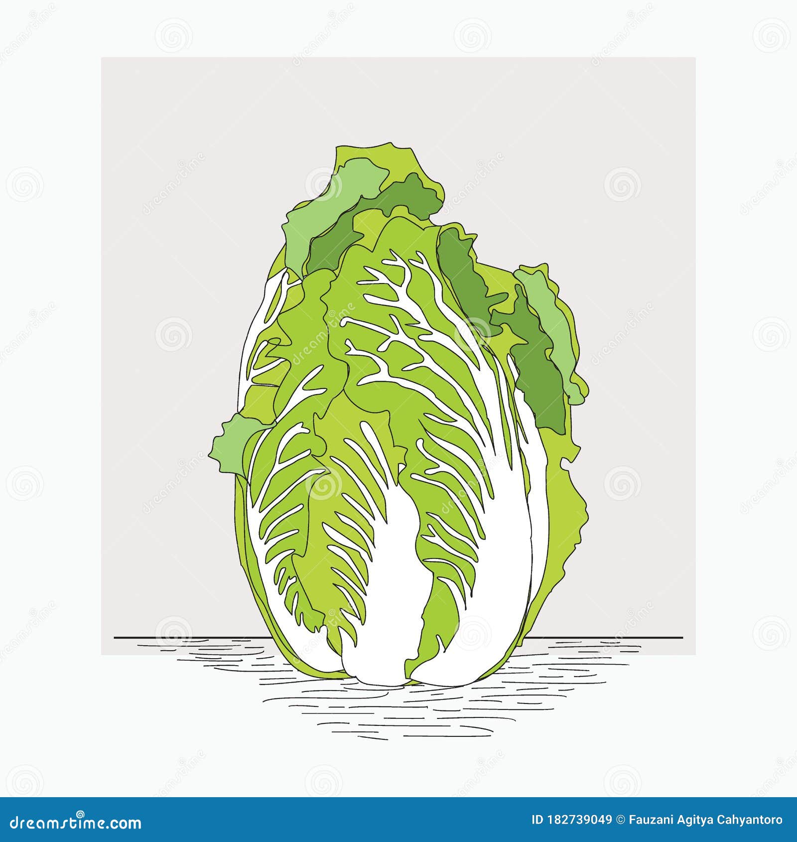 Chinese Cabbage - Hand Drawn Vector Illustrations Stock Illustration ...