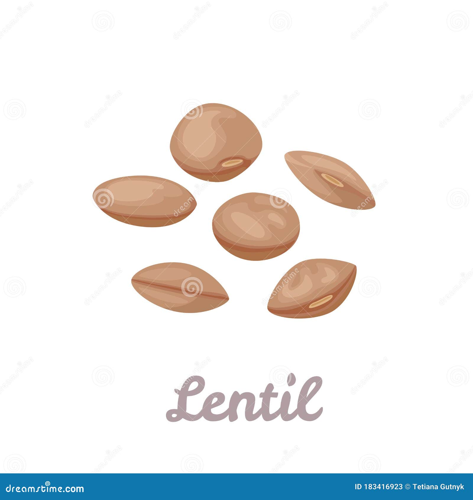 Lentils Isolated on White Background. Grains of Brown Lentils. Vector ...