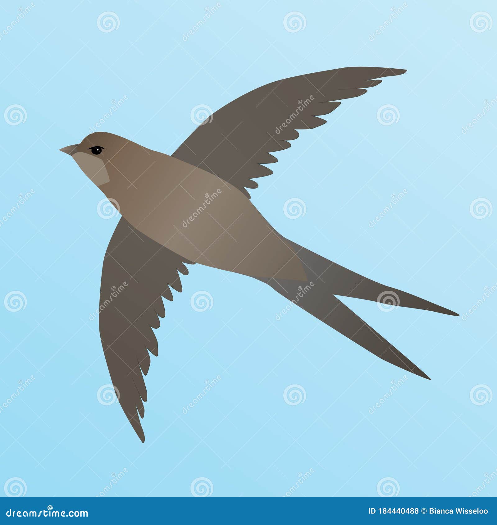 Common Swift Flying in the Air Stock Vector - Illustration of soaring ...