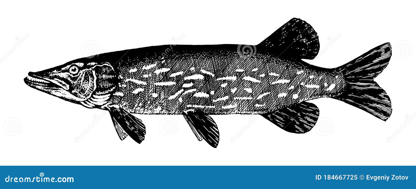 Pickerel Cartoons, Illustrations & Vector Stock Images - 88 Pictures to ...