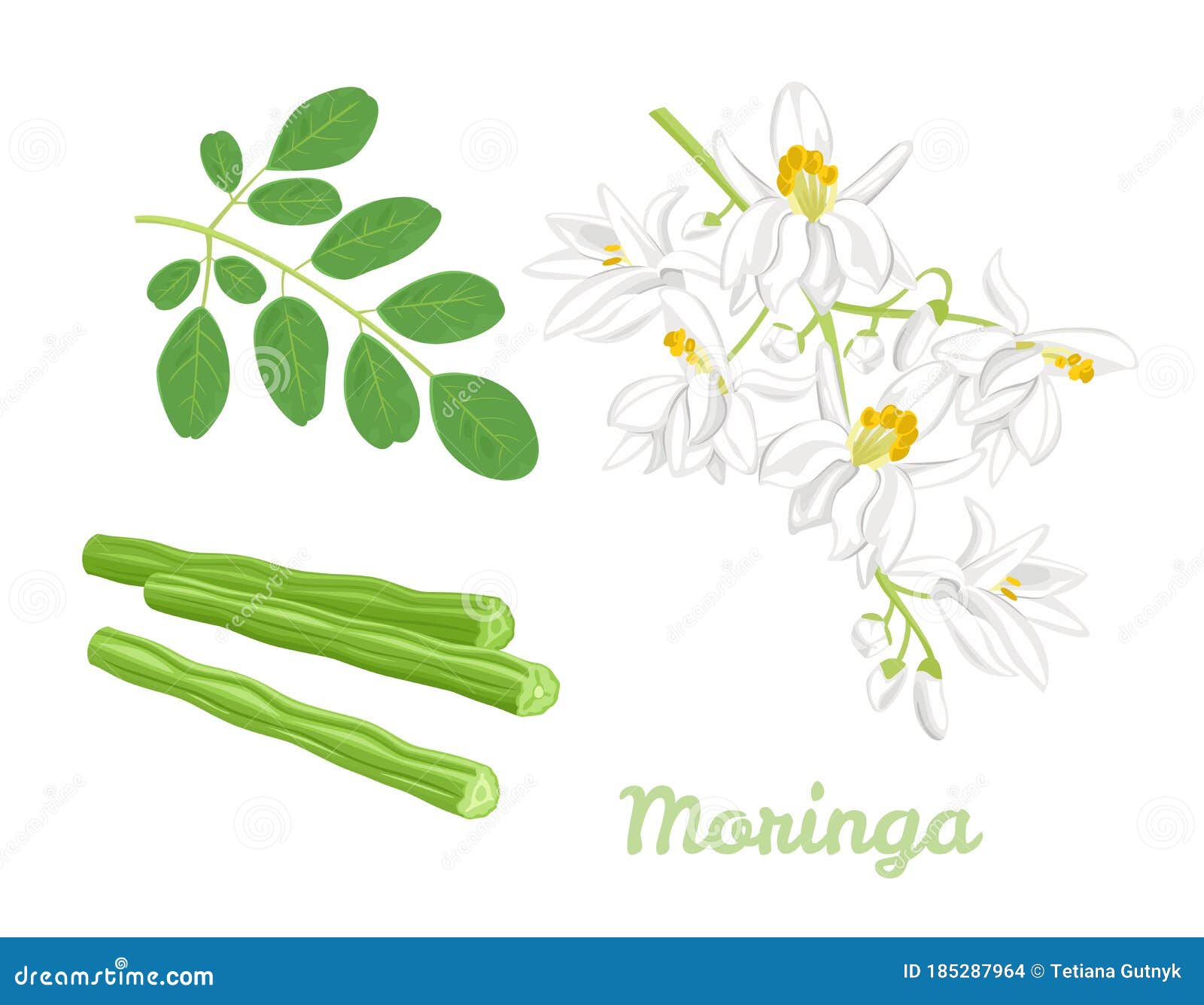 Moringa Green Leaves Seamless Pattern. Vector Illustration Of Moringa ...